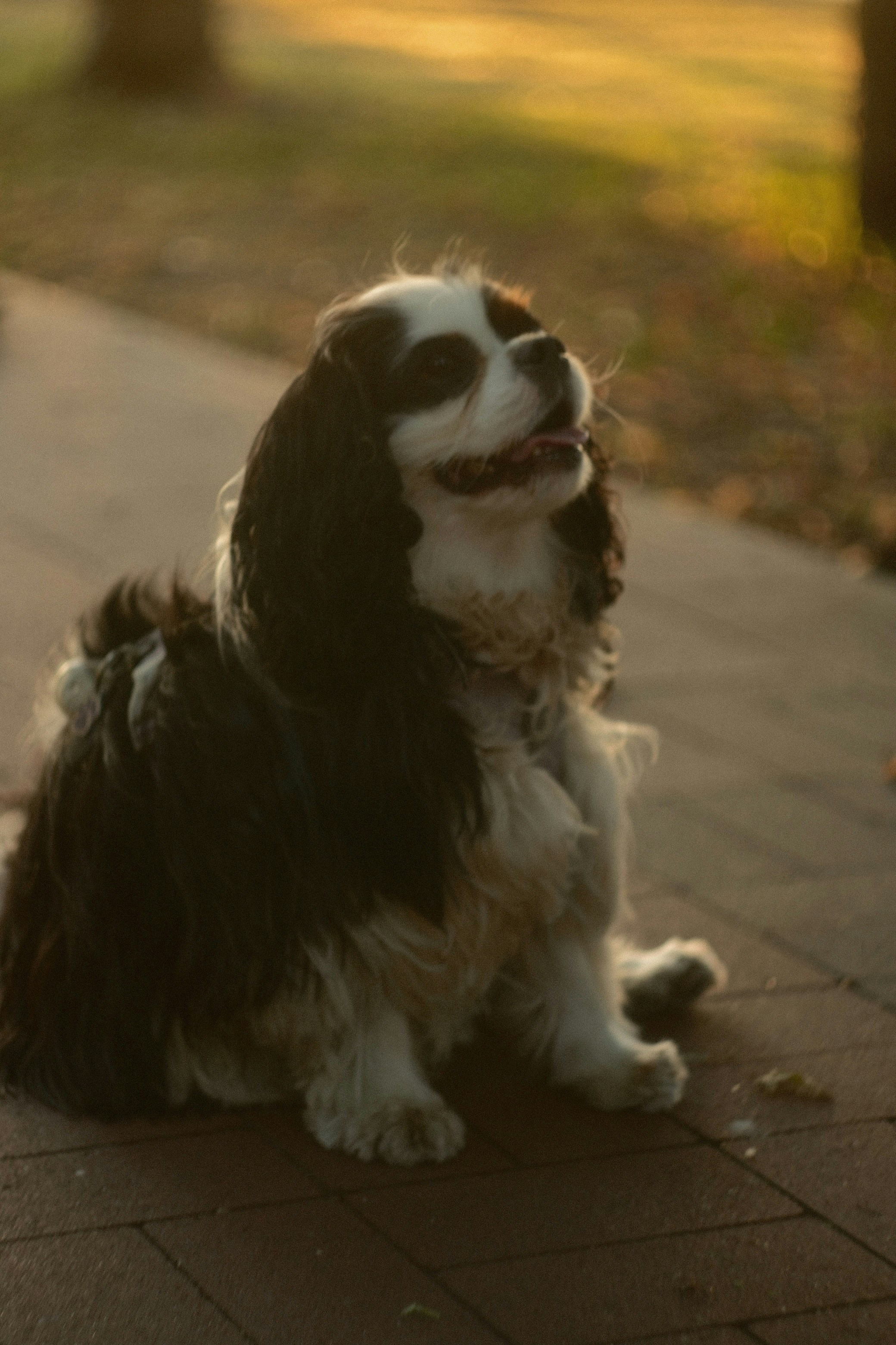 Sunlit Cavalier: a Spaniel's Curious Gaze in Late Golden Hour
