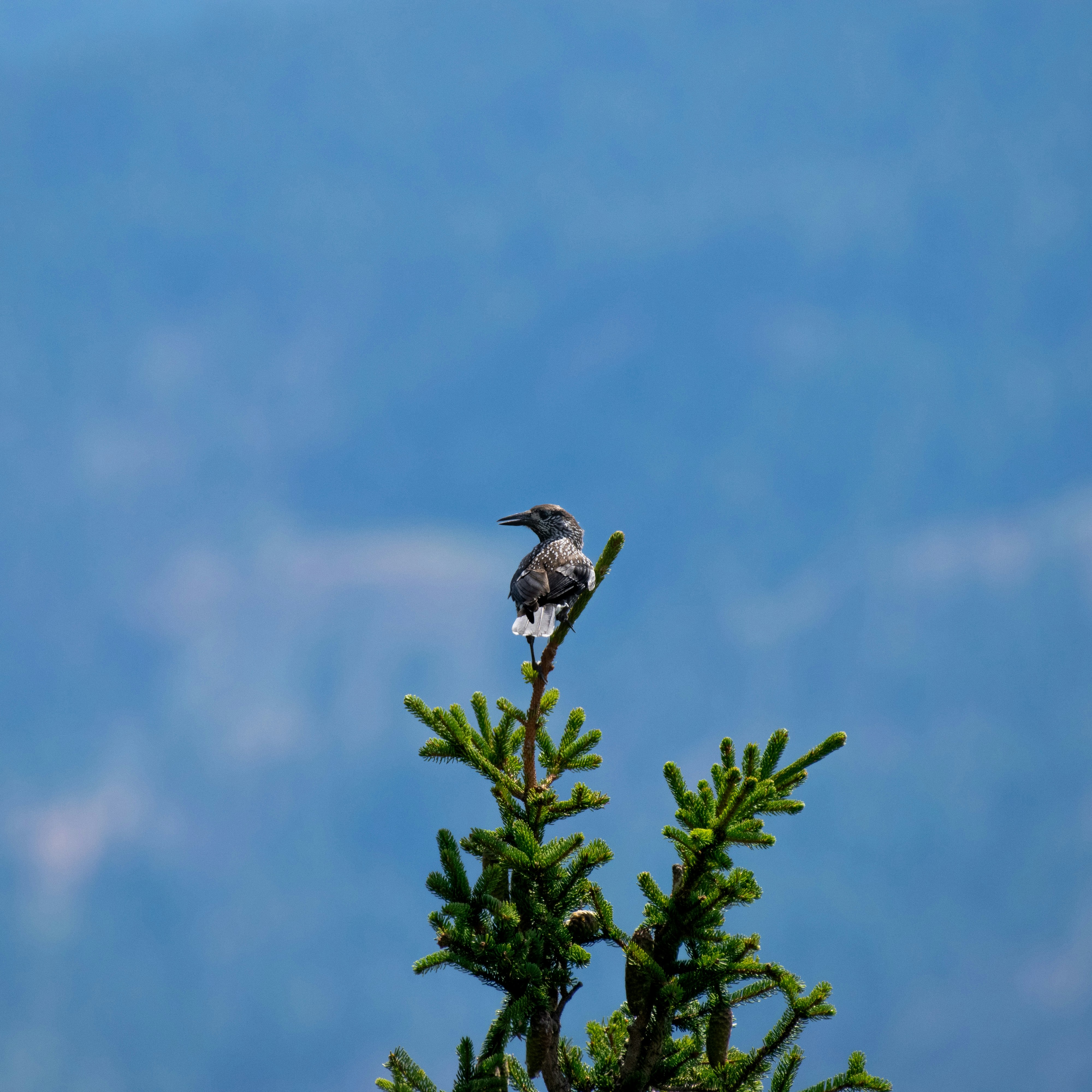 Stout Songbird on a Pine Crown against a Misty Blue Valley