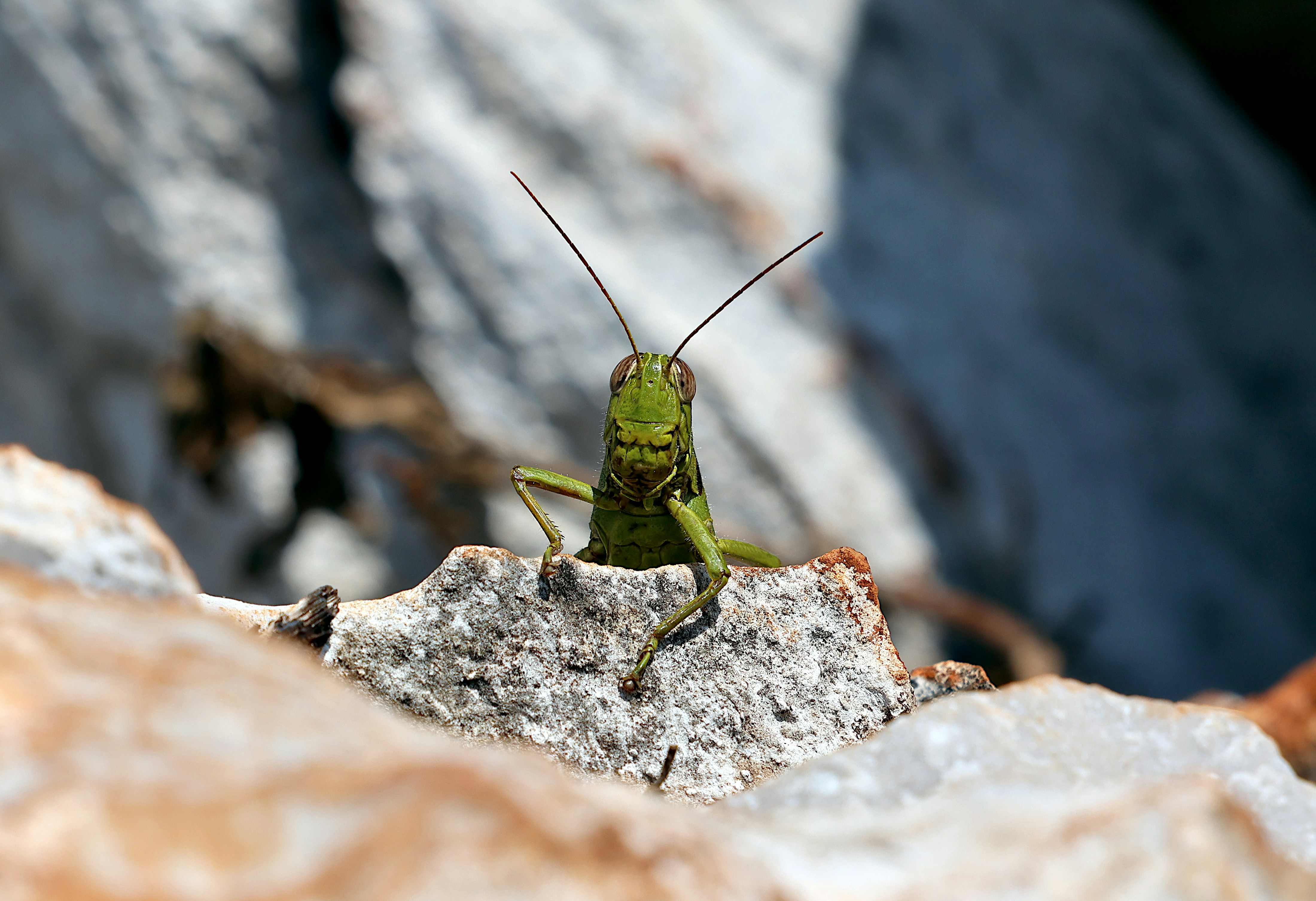 Green Katydid Perched on Rough Rock