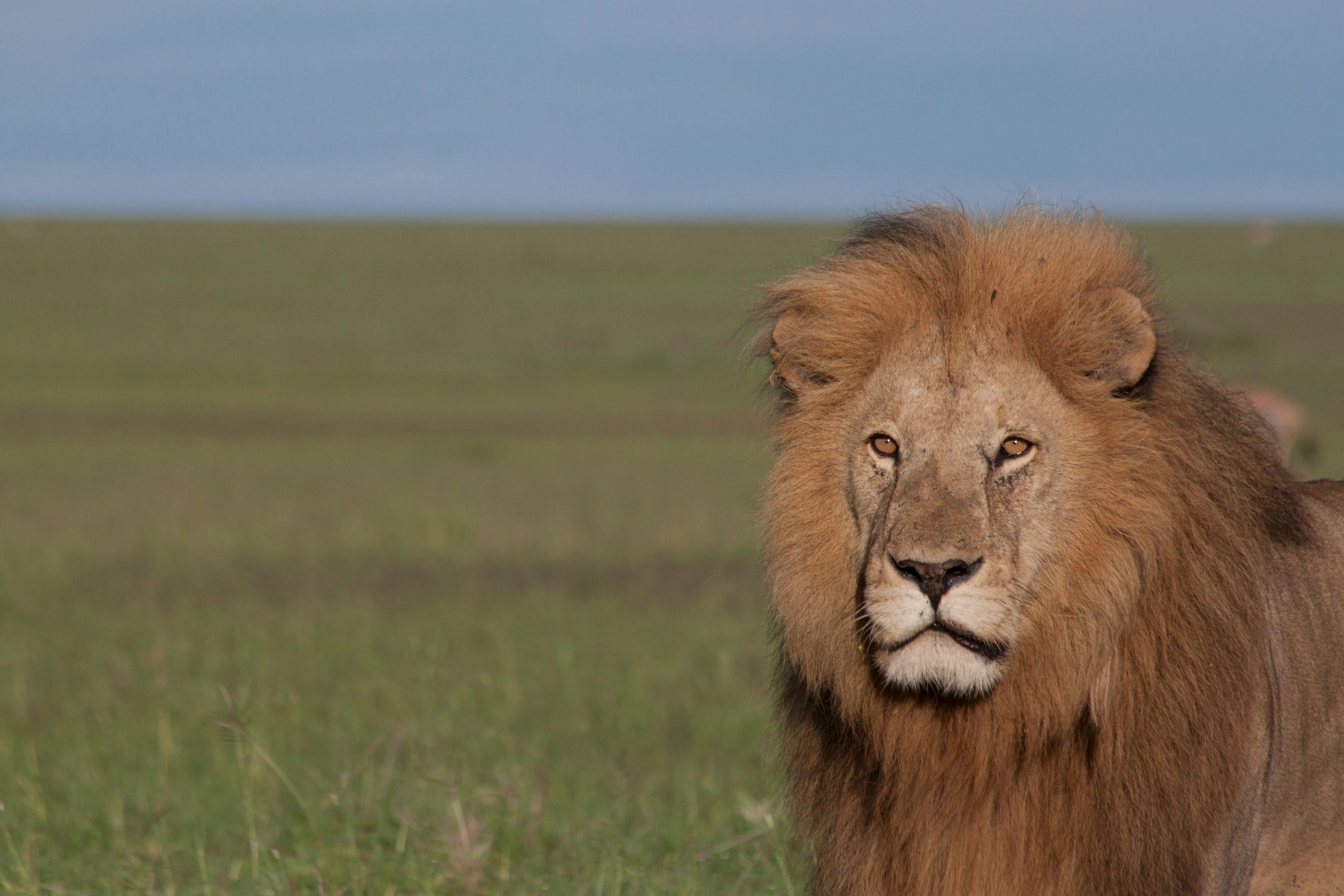 Majestic Sentinel of the Plains