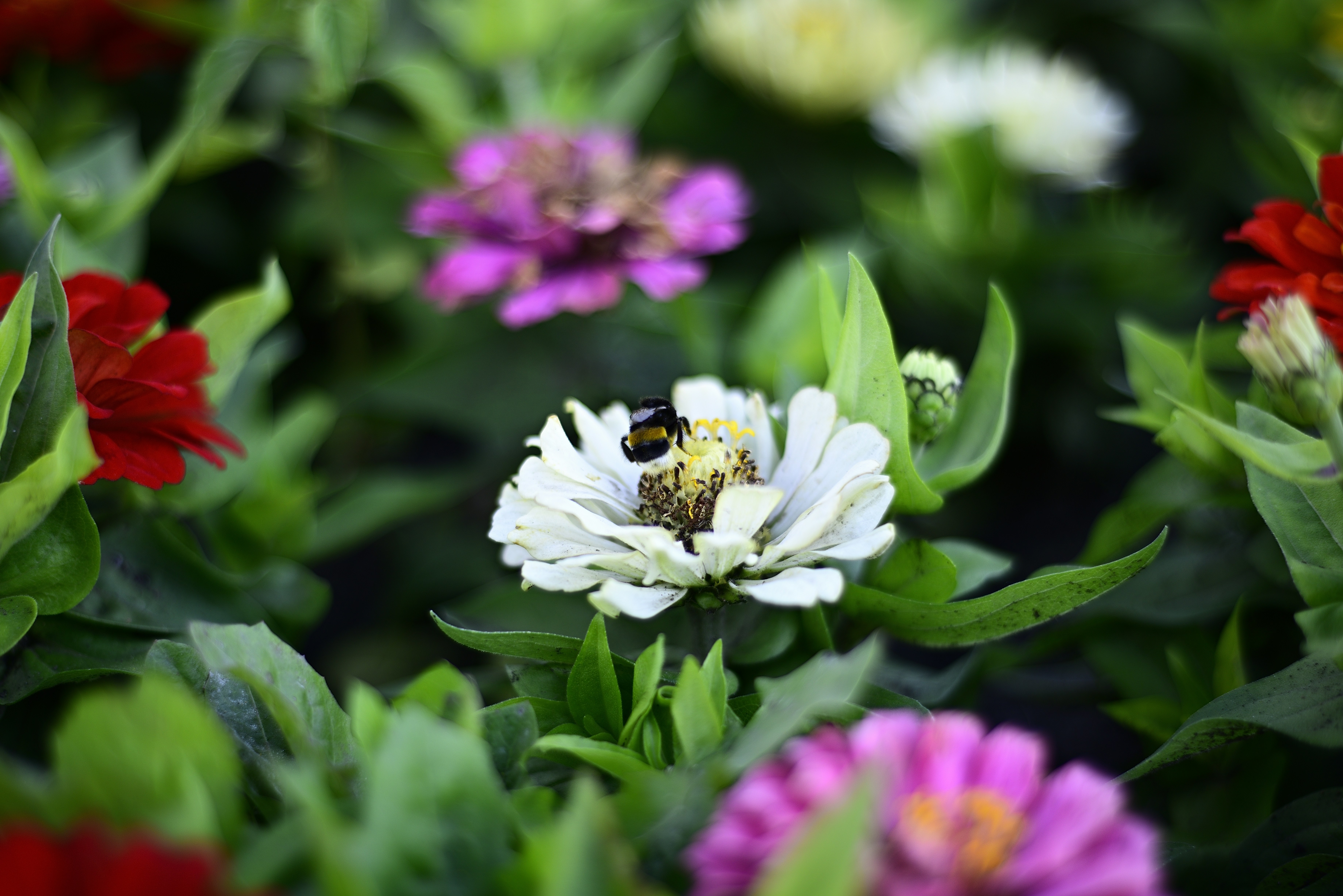 Bee on a Crisp White Flower amid a Colorful Bed