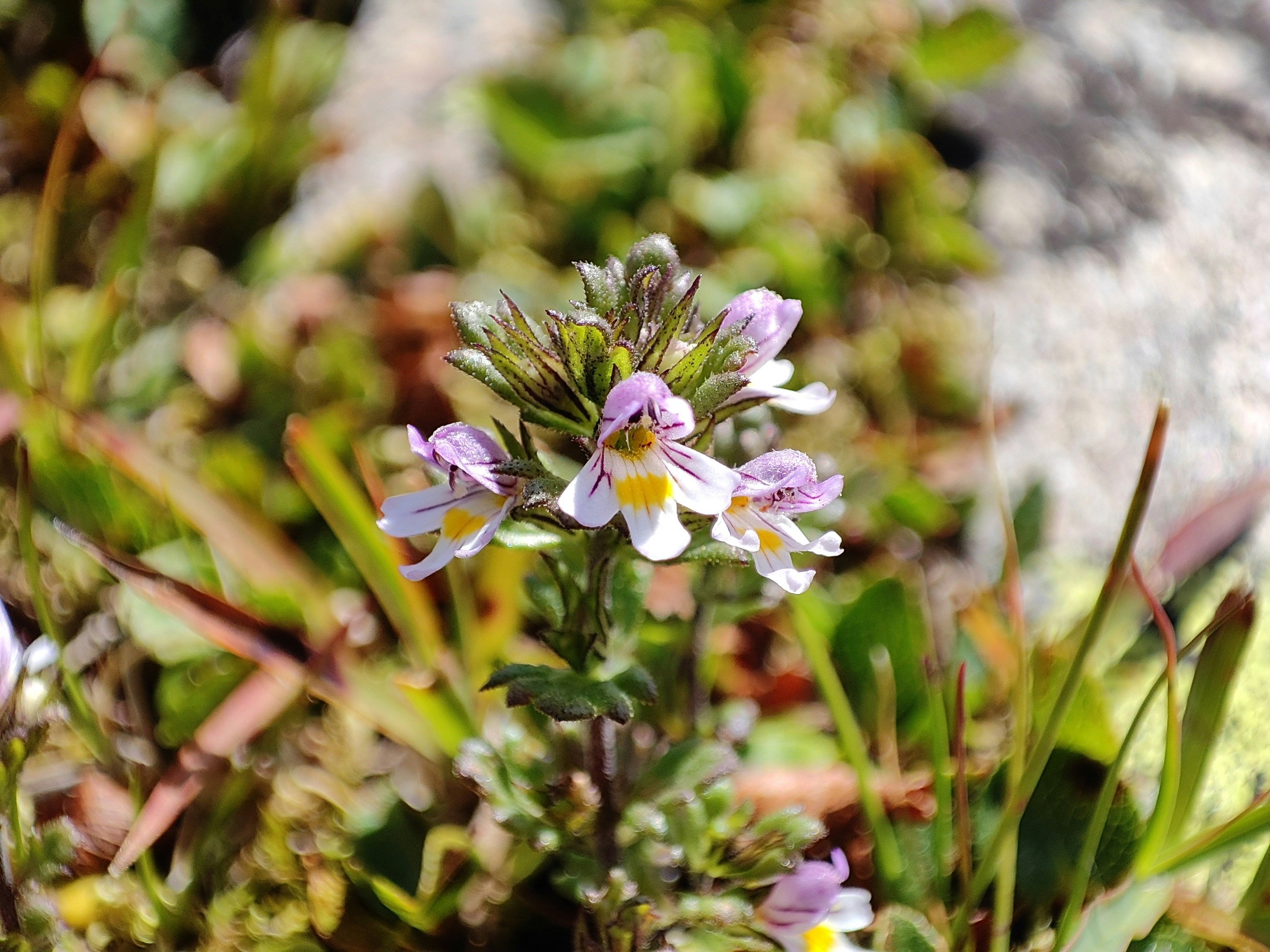 Close-up of a small wildflower cluster with lavender-pink petals and yellow centers, surrounded by blurred foliage and grass in bright daylight.