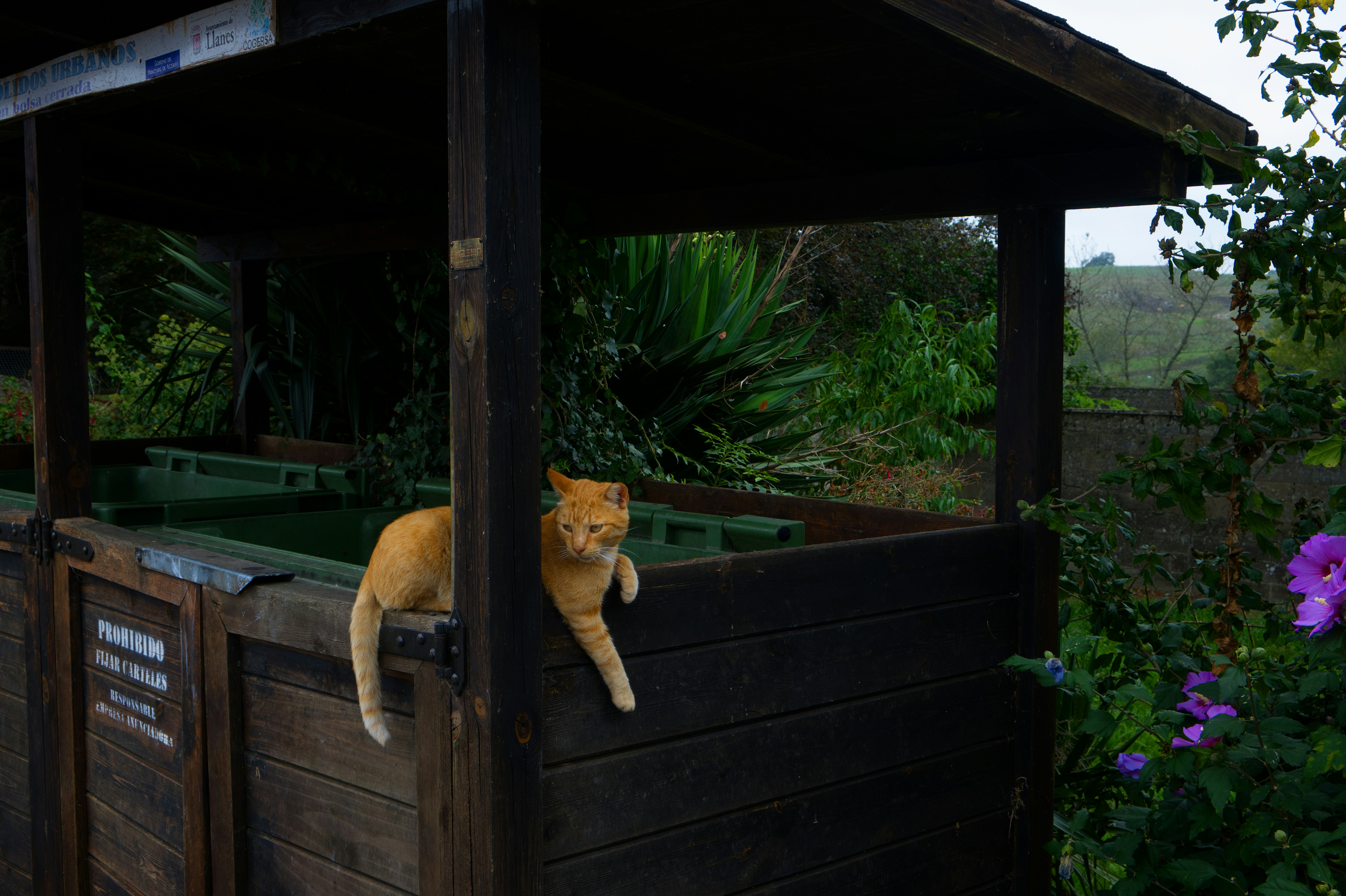 Relaxed Orange Tabby Lounges Over a Wooden Garden Shelter