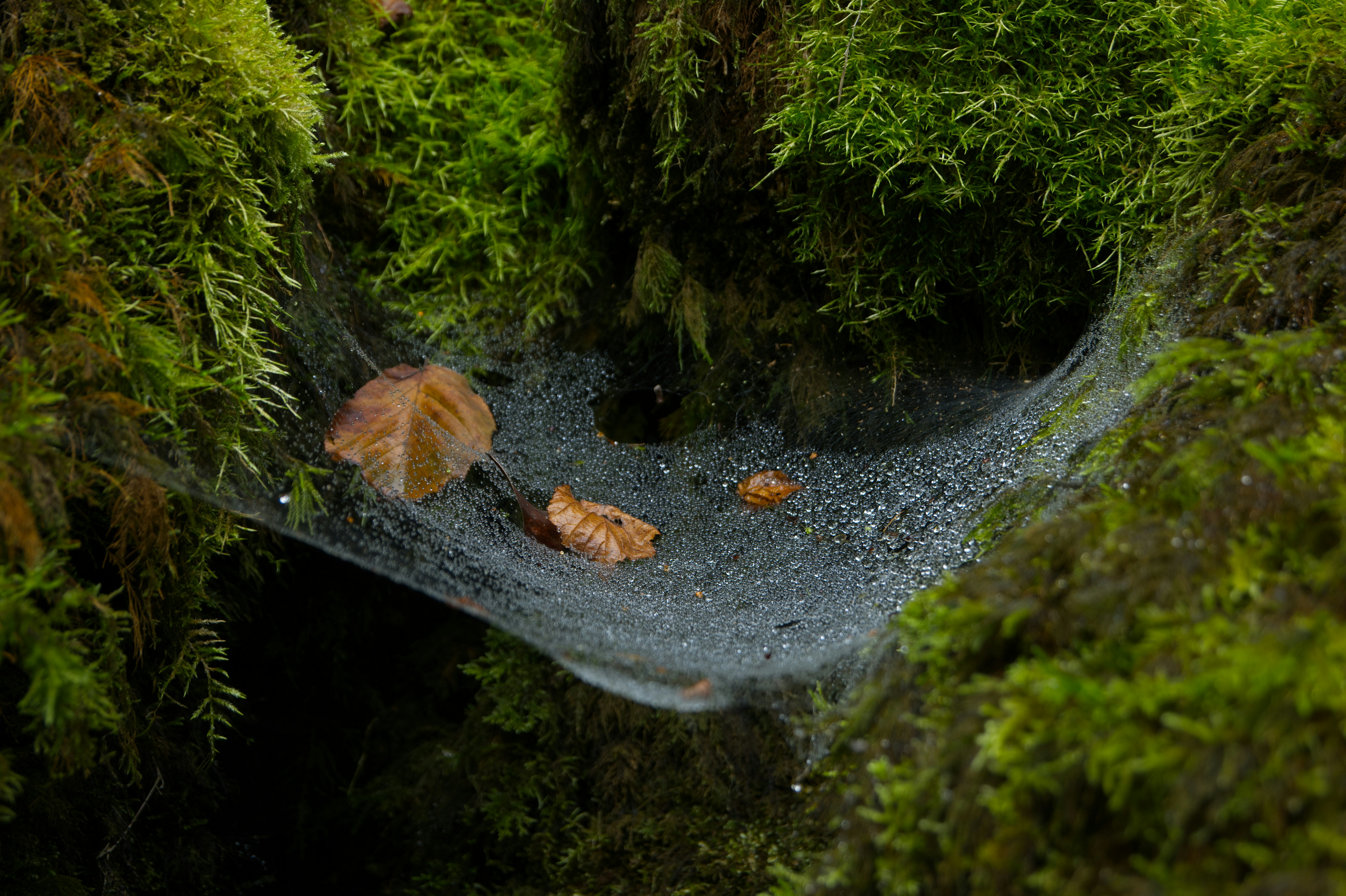 Mossy Utopia: A Silk Web Veil and Fallen Leaves