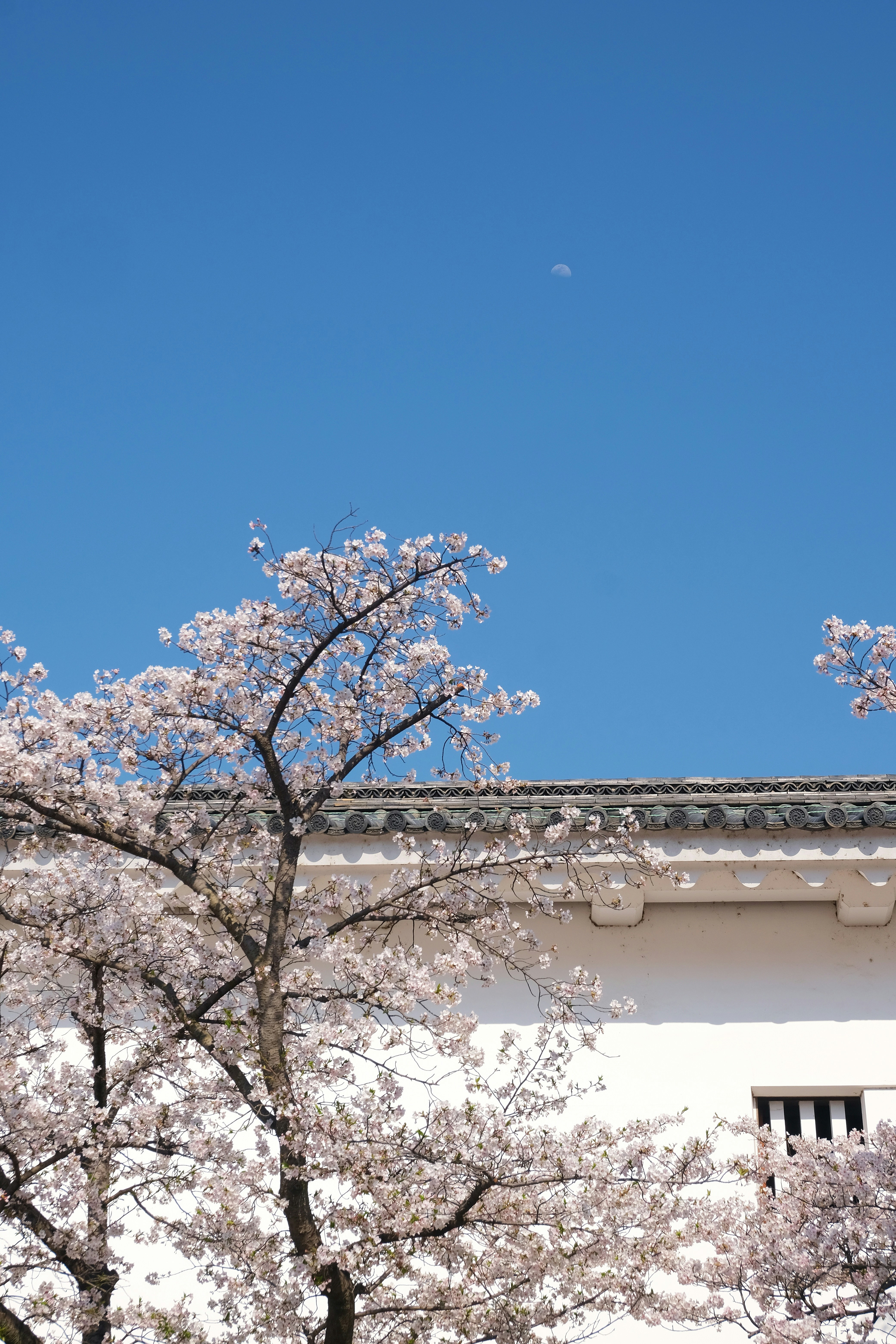 Cherry Blooms Against a Clear Sky Over Classic Architecture