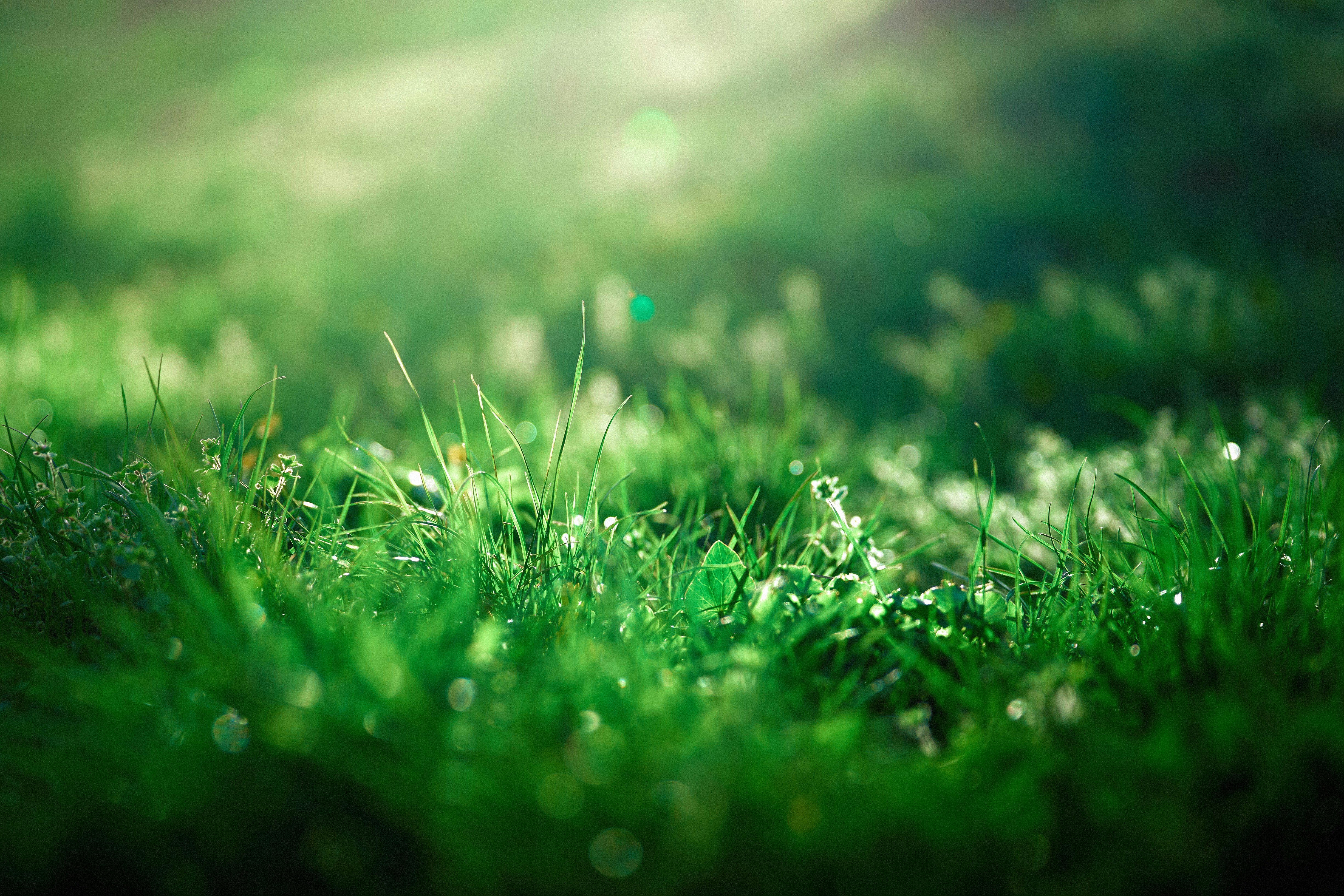 Dew-kissed Meadow in Soft Focus Morning Light