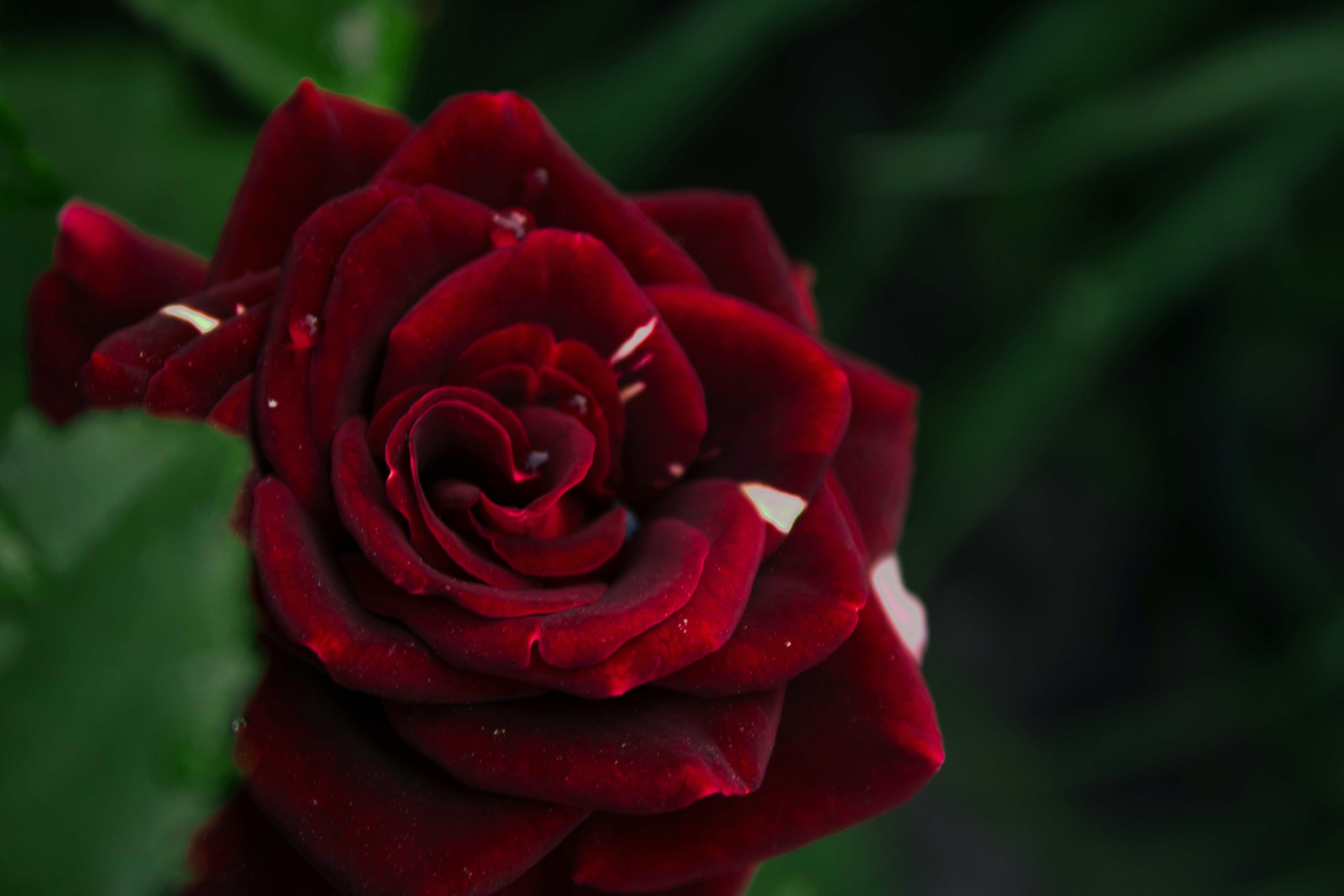 Crimson Bloom: a Close-Up of Velvet Petals