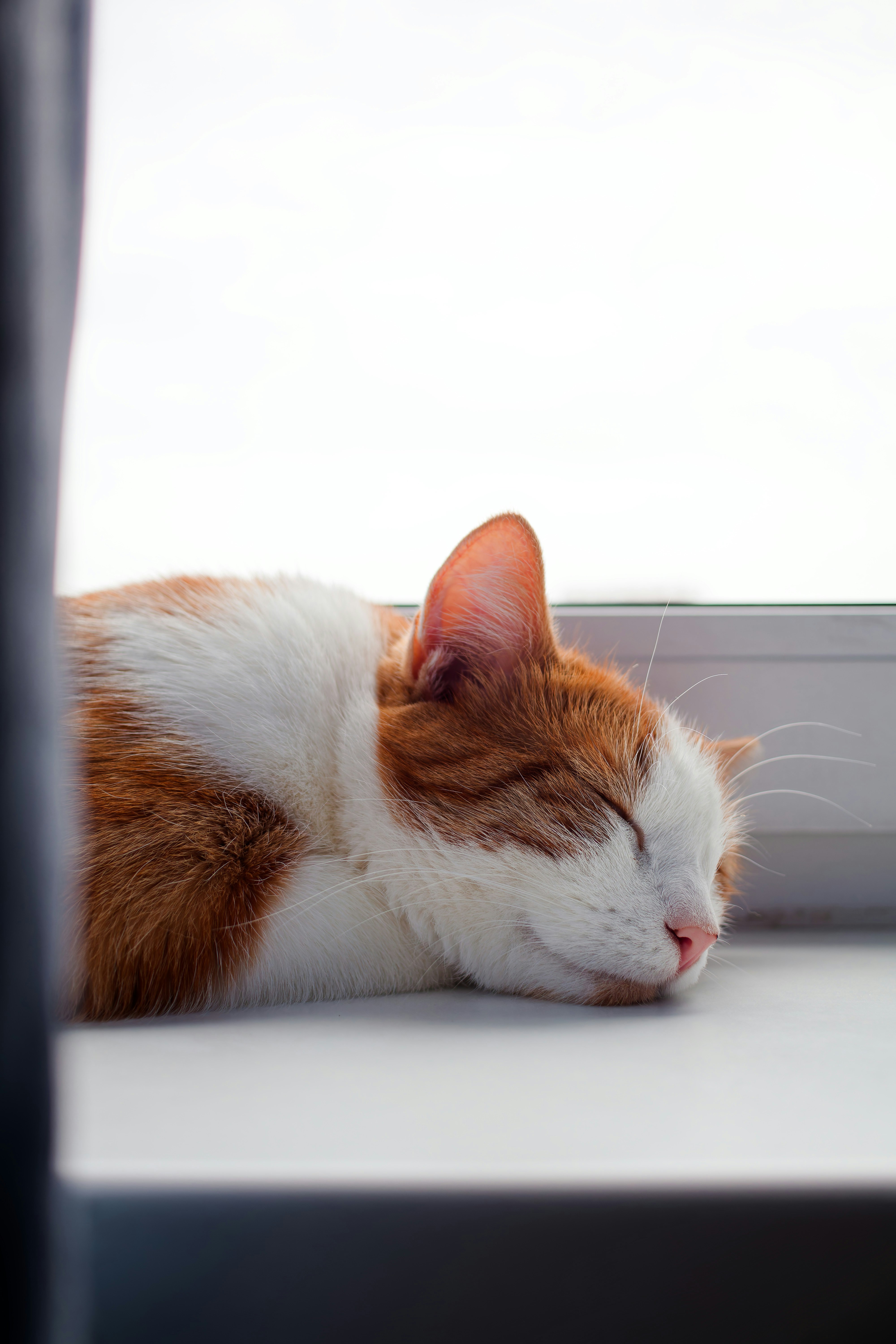 Sunlit Slumber on a Windowsill