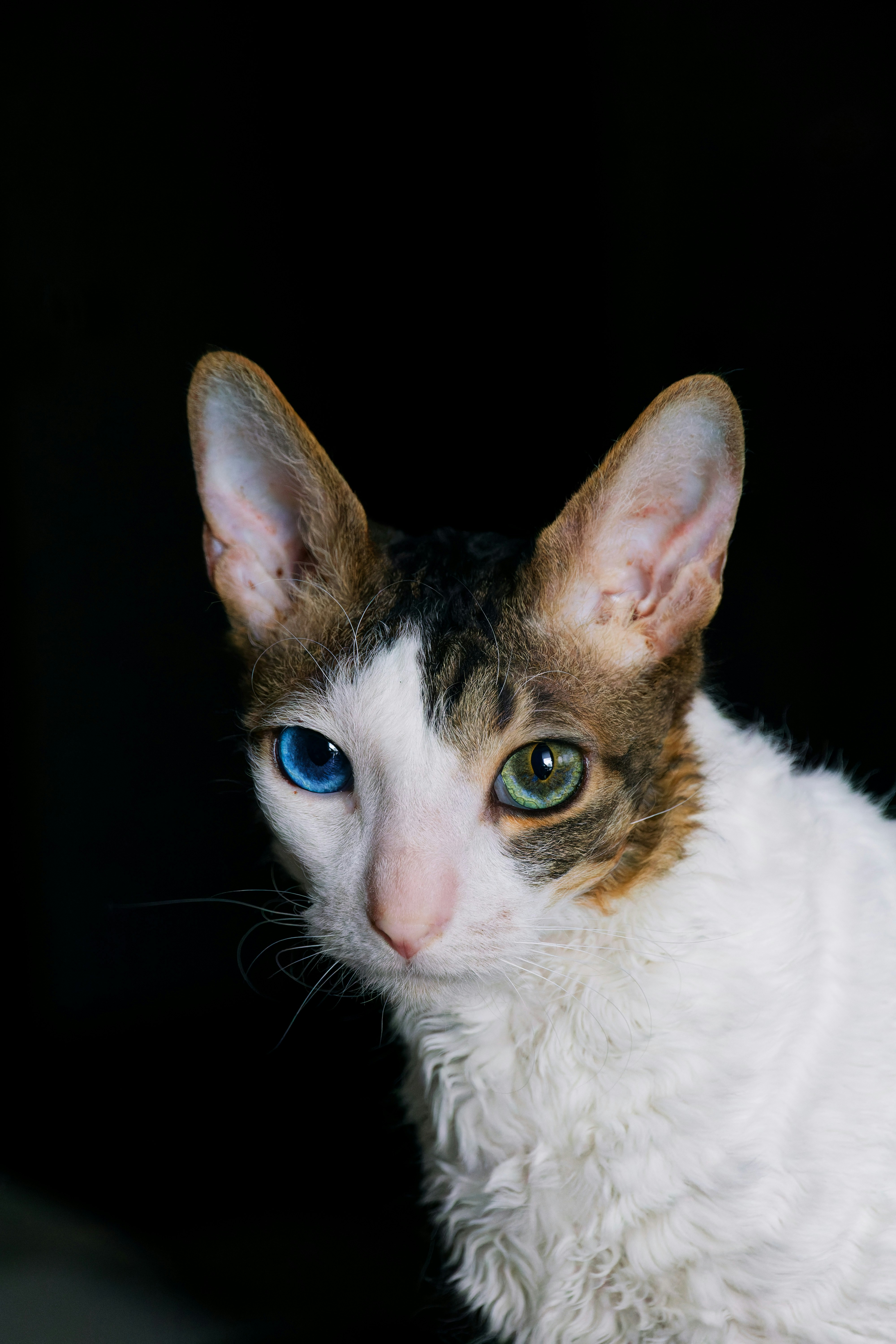 Glowing Gaze: The Calico Cat with One Blue and One Green Eye