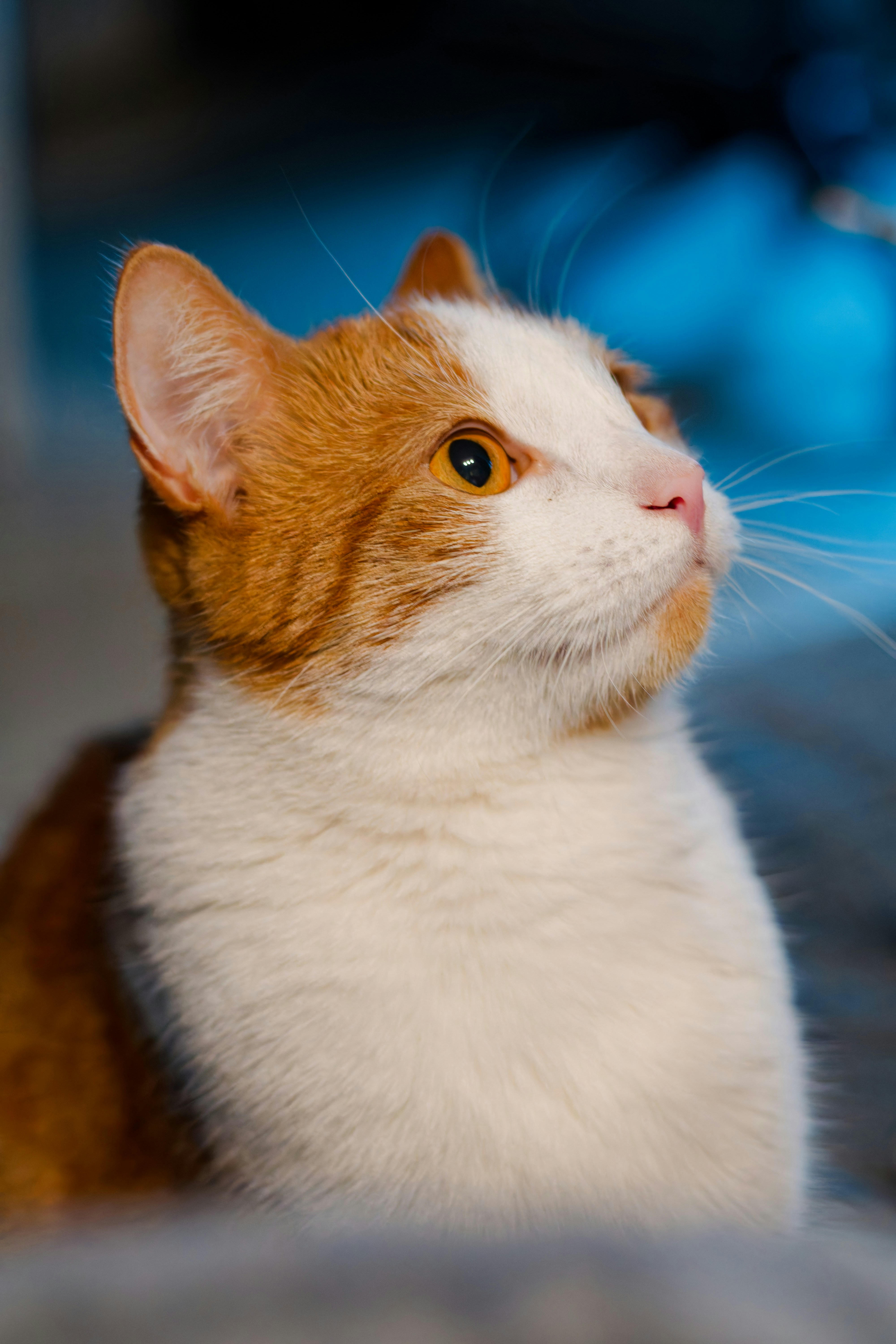 Amber gaze: a curious cat under soft studio light