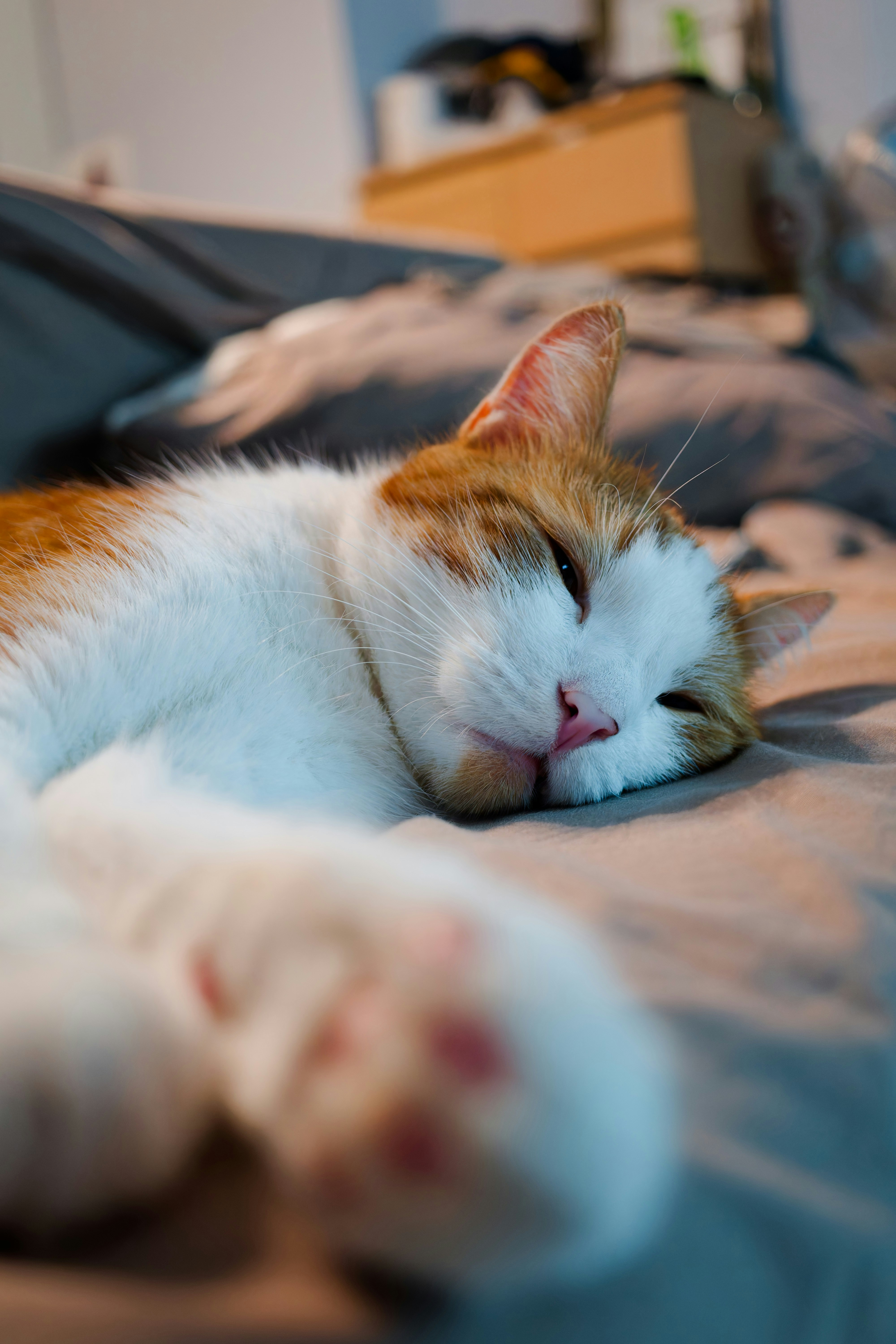Close-Up Slumber: A Cozy Moment on a Quiet Bed