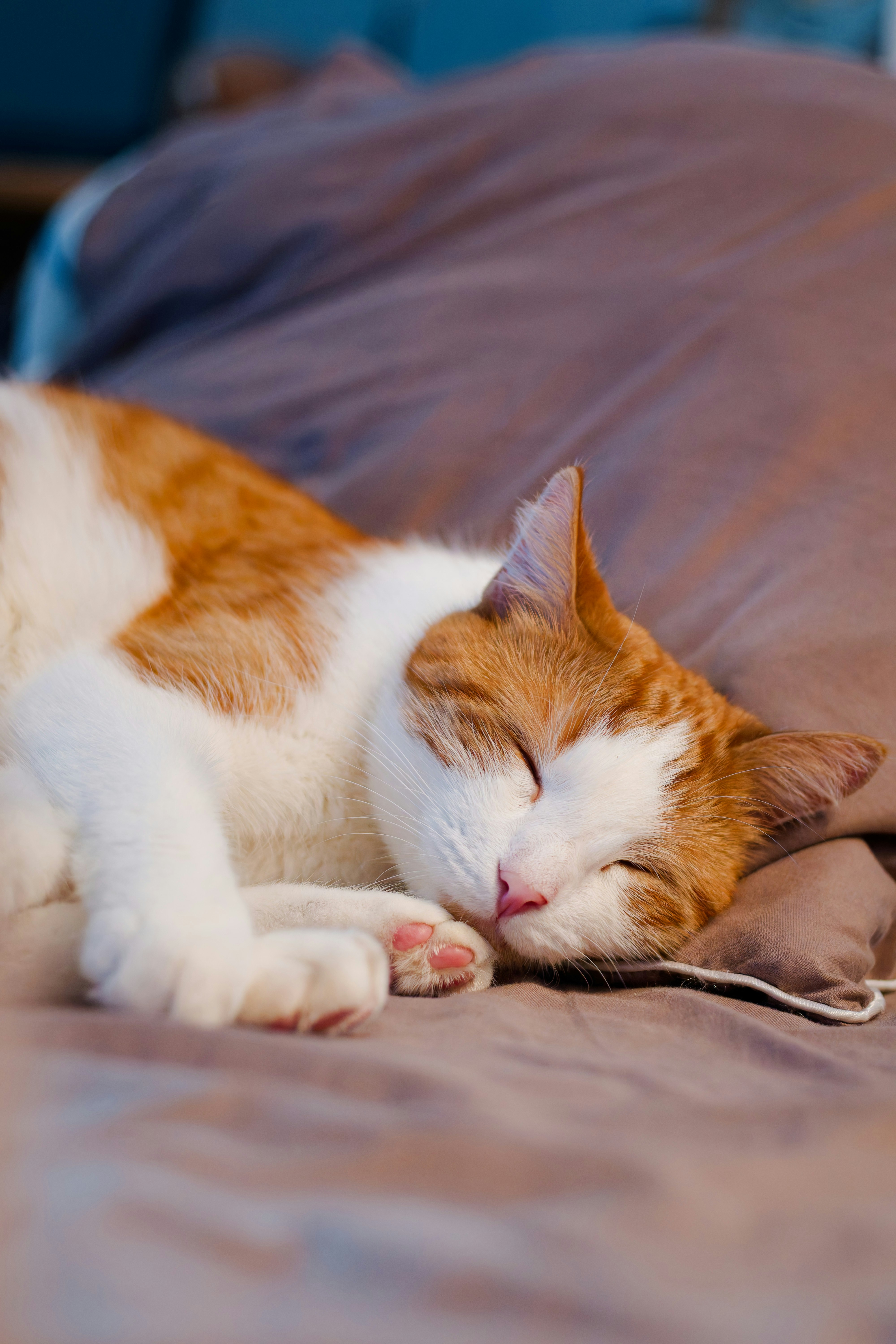 Sunlit Slumber: A Ginger and White Cat Resting on a Plush Bed