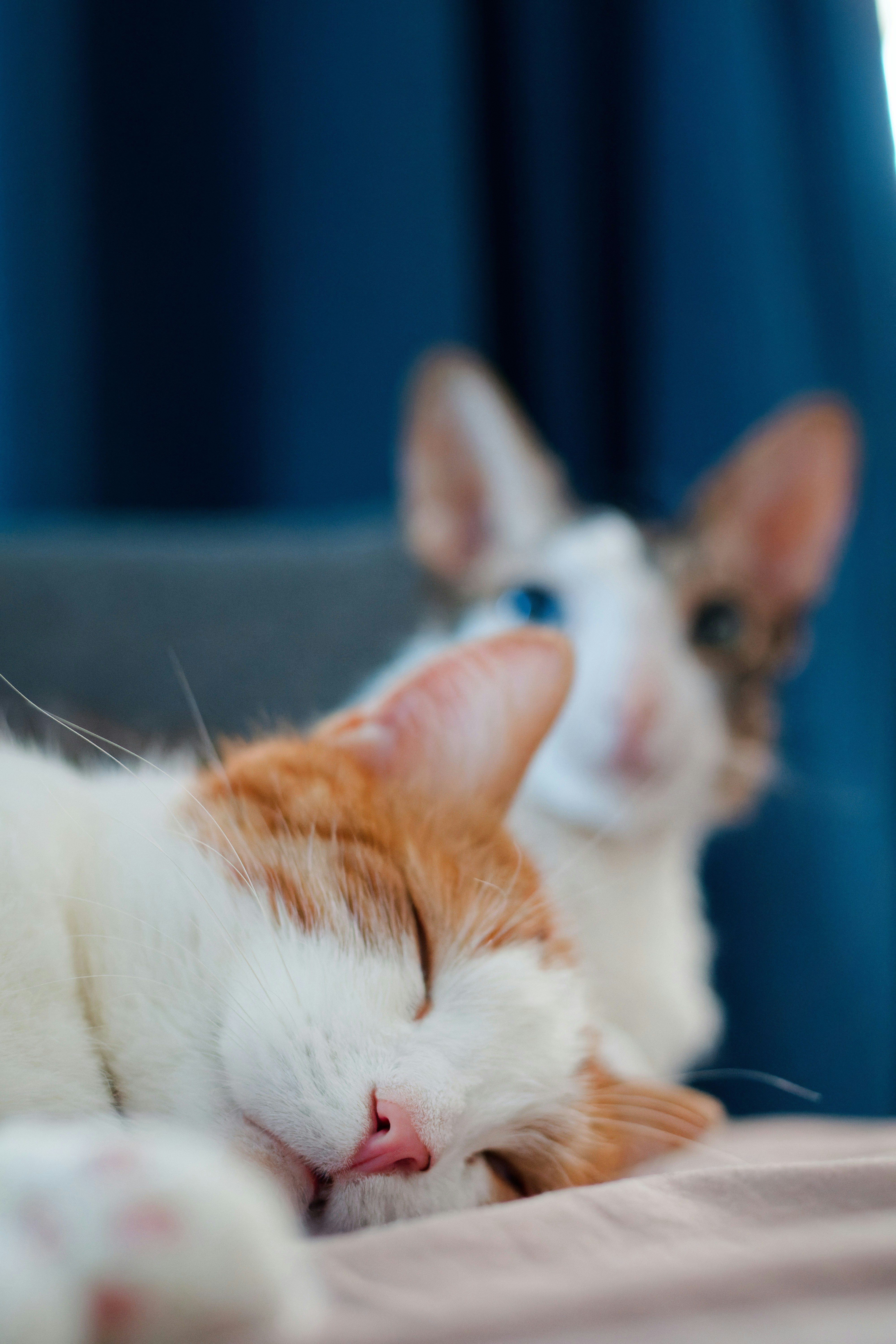 Soft Slumber: Twin Calico Cats on a Quiet Afternoon