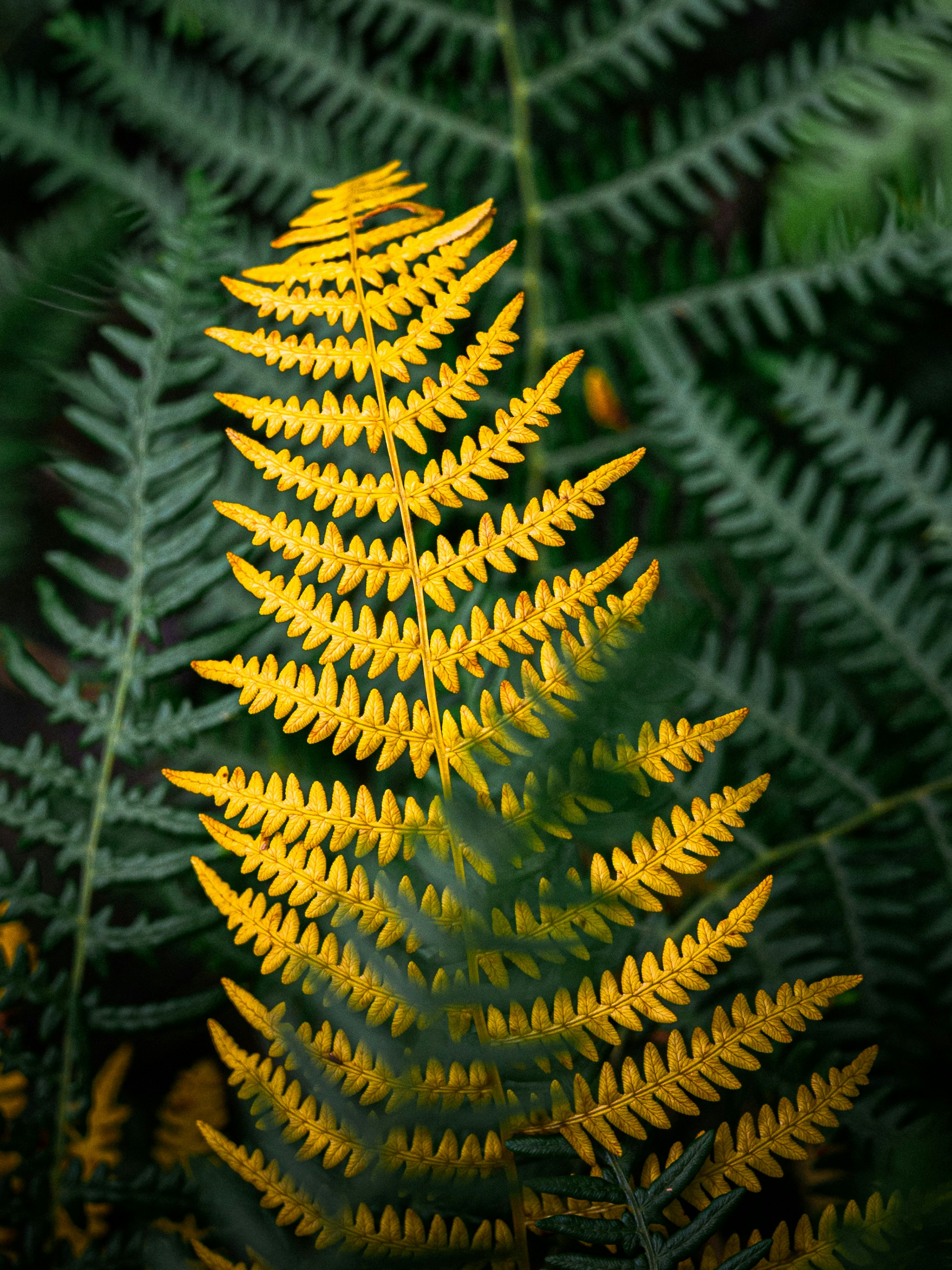 Golden Fern: A Flame of Autumn Amid Deep Green