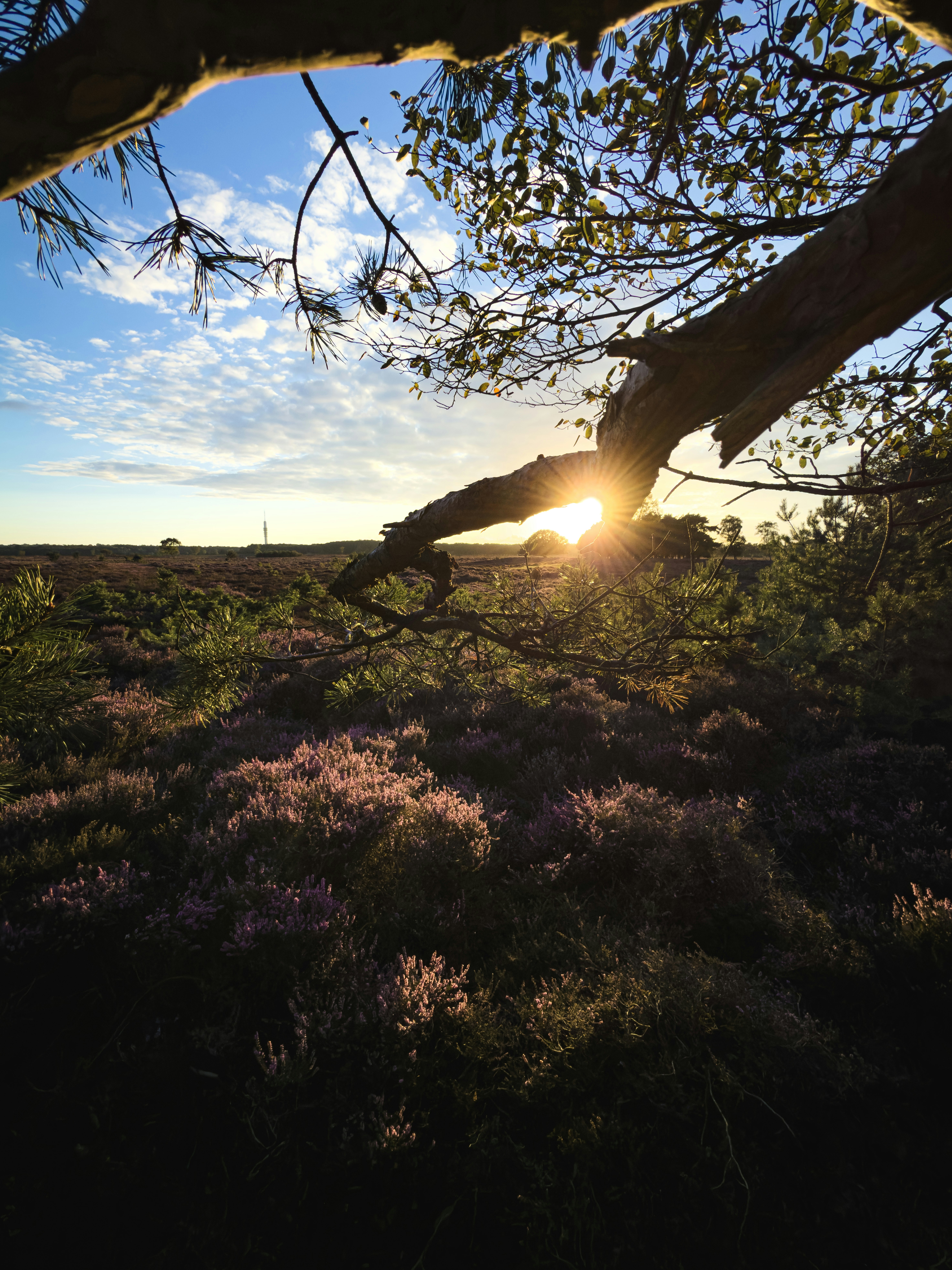 Sunlit Break in the Heather: A Quiet Horizon Illuminated by Branches