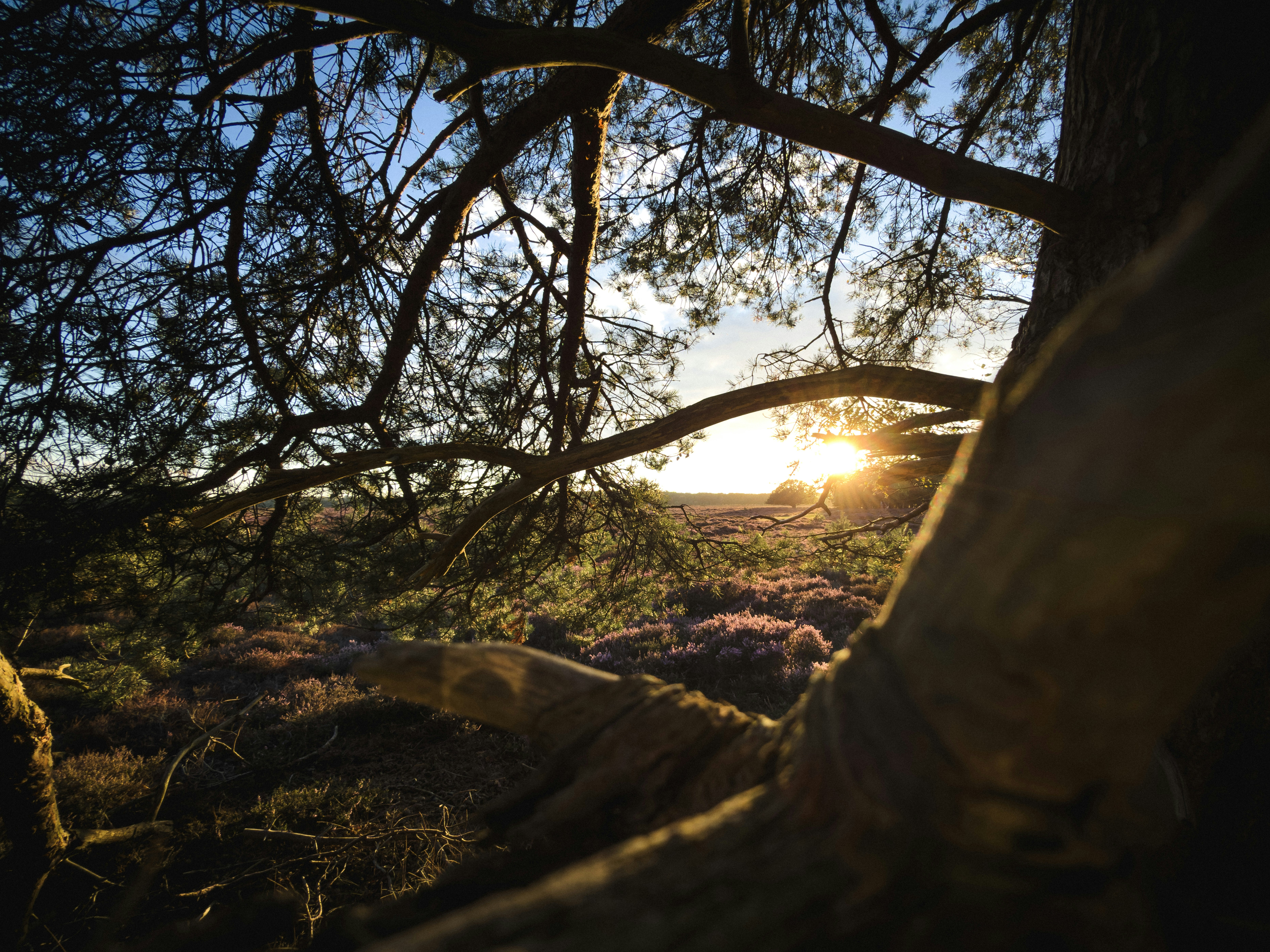 Sunlit Bramble Canopy Framing a Distant Heather Field