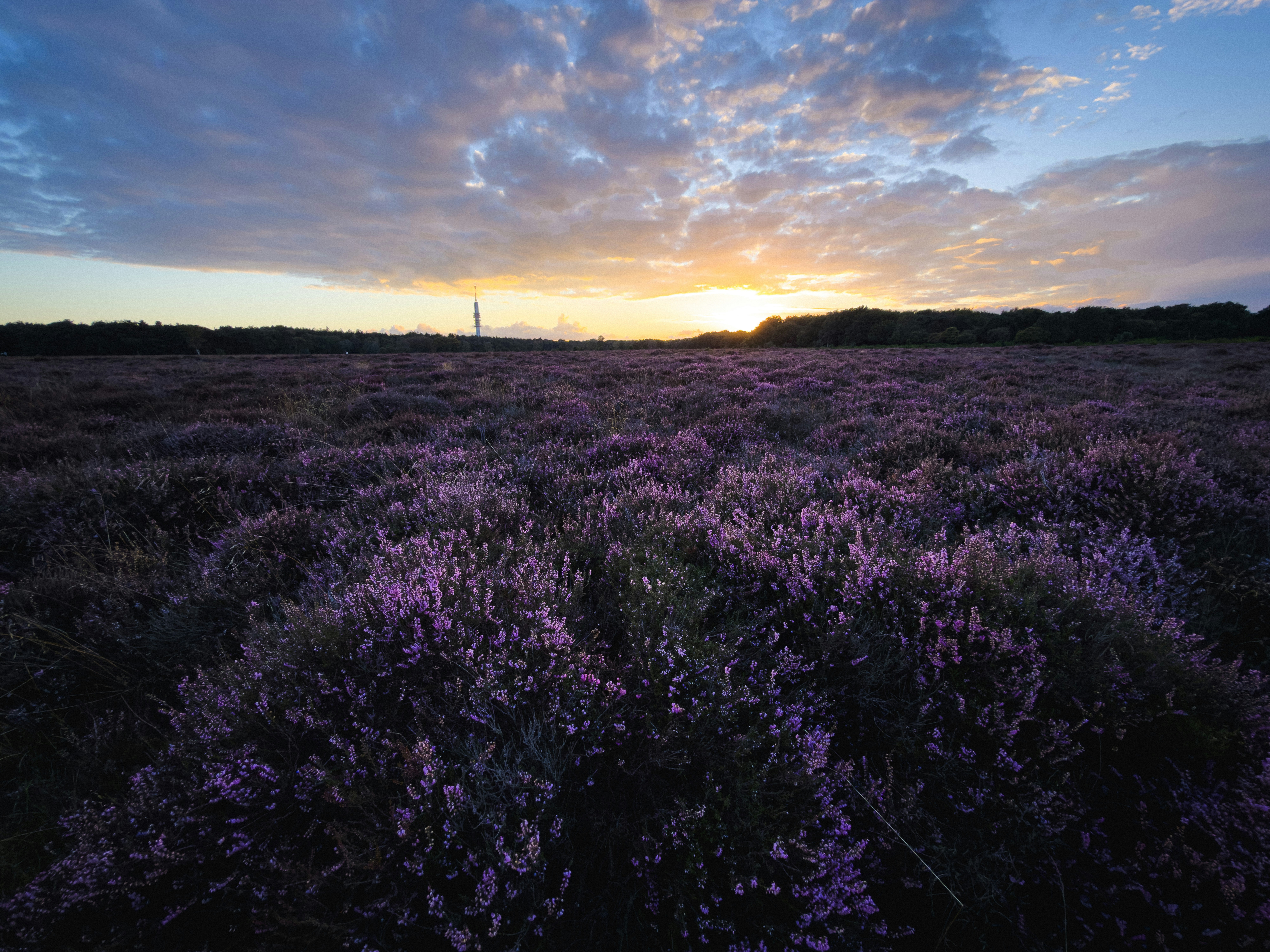 Sunset Violet Heather Field