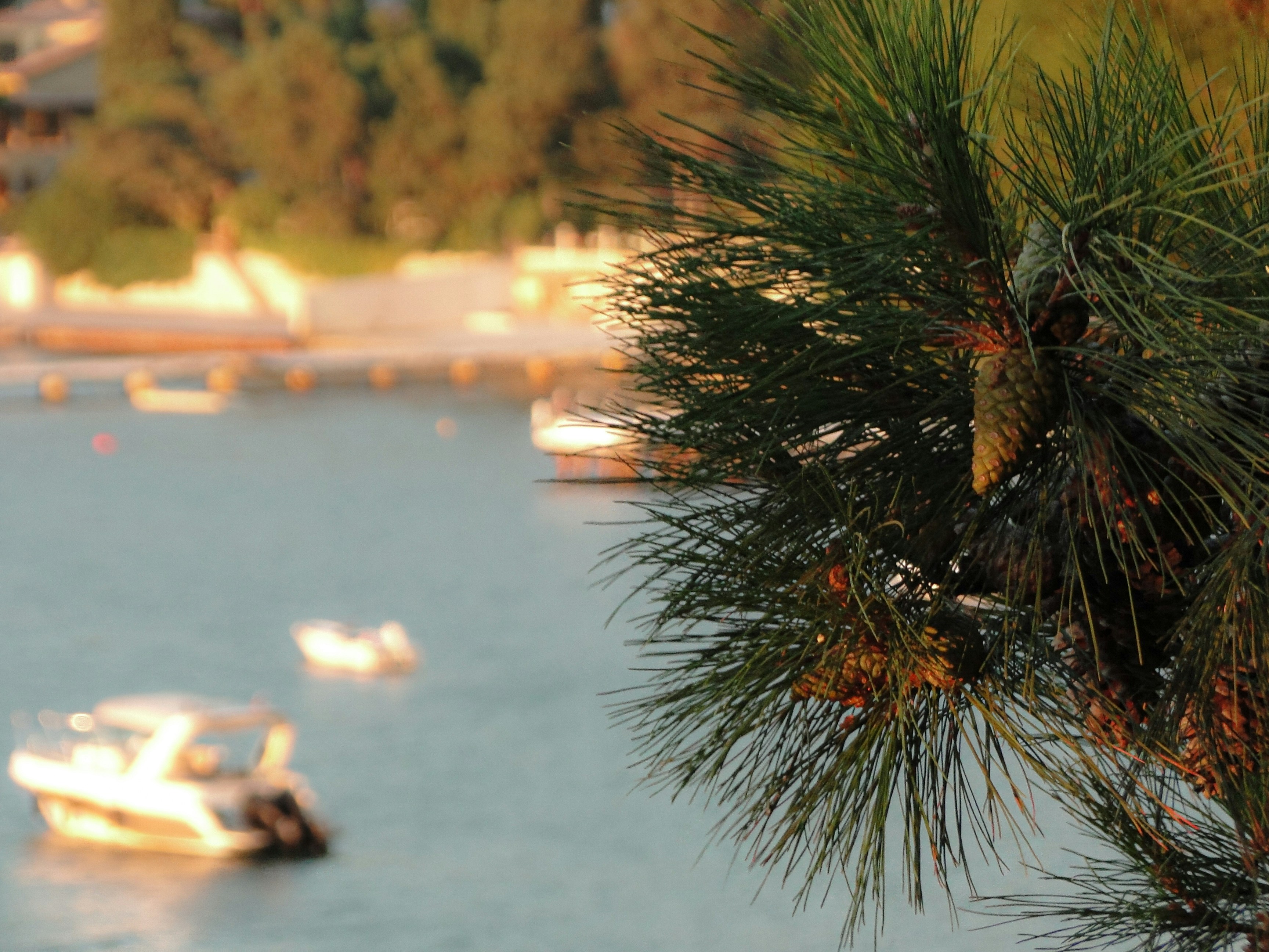Coastal Pine Frame: Boats at Distant Shore