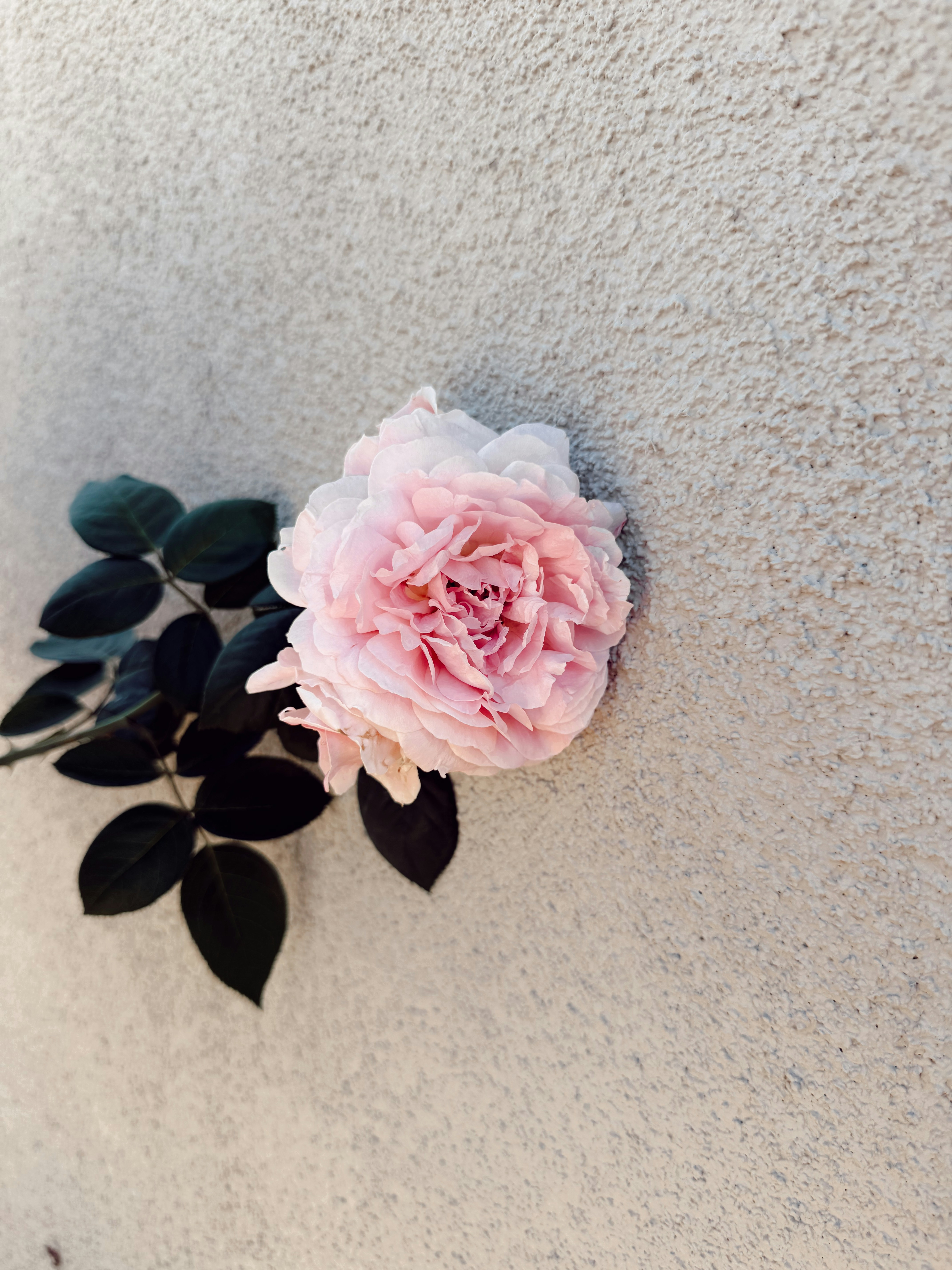 Soft Pink Rose Against Textured Concrete