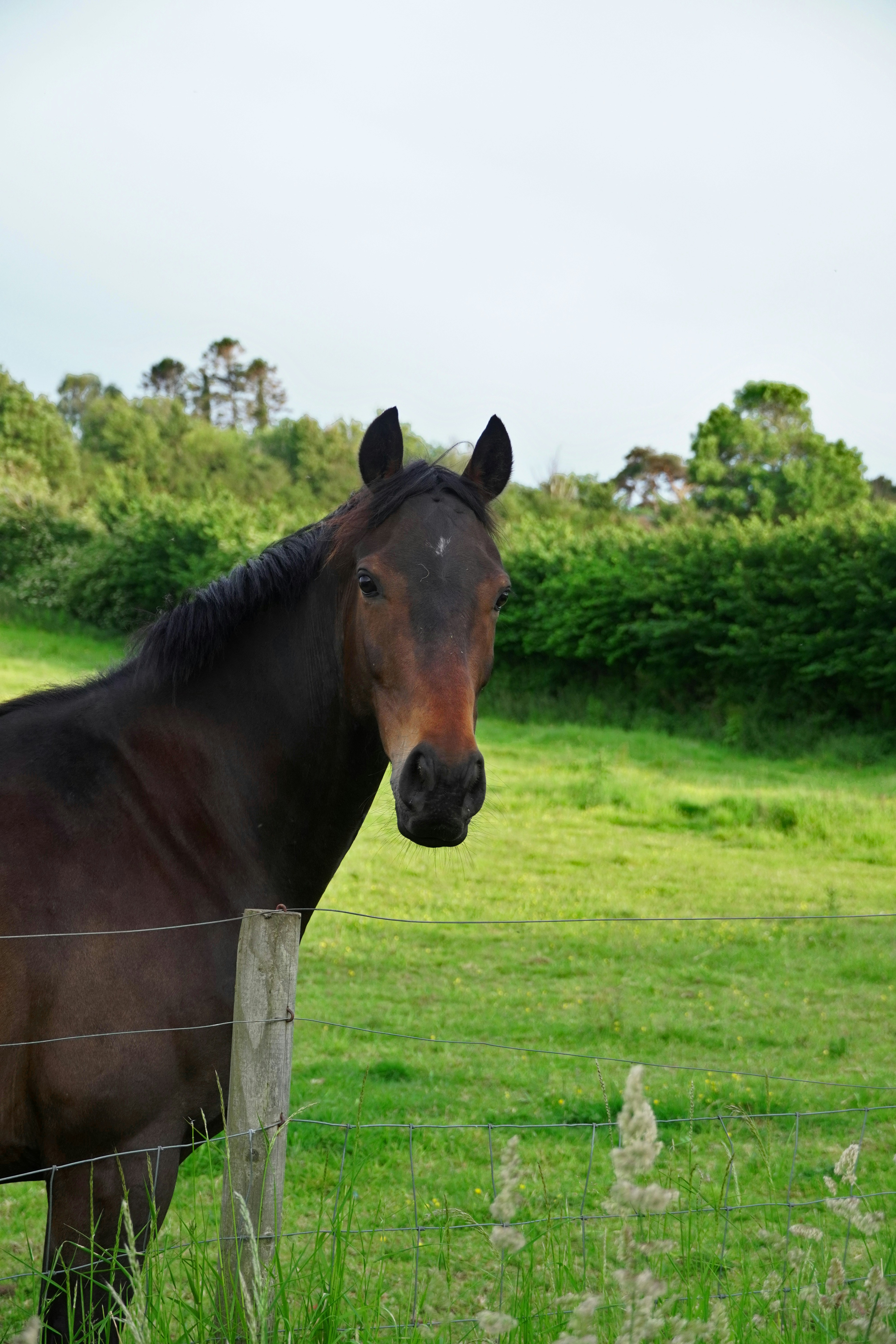 Curious Blick over the Rustic Fence