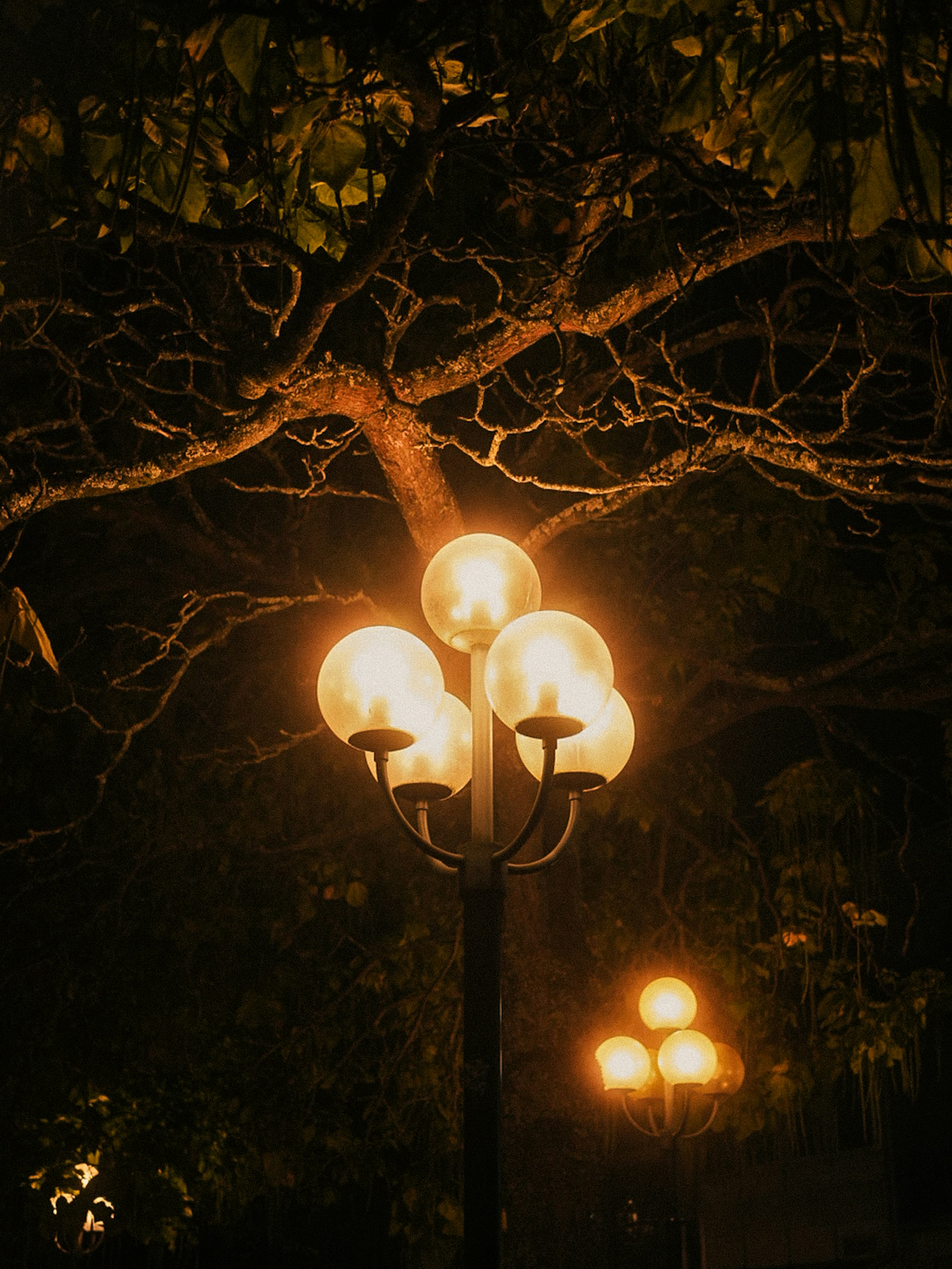 Glowing Beacon Under Nighttime Canopy