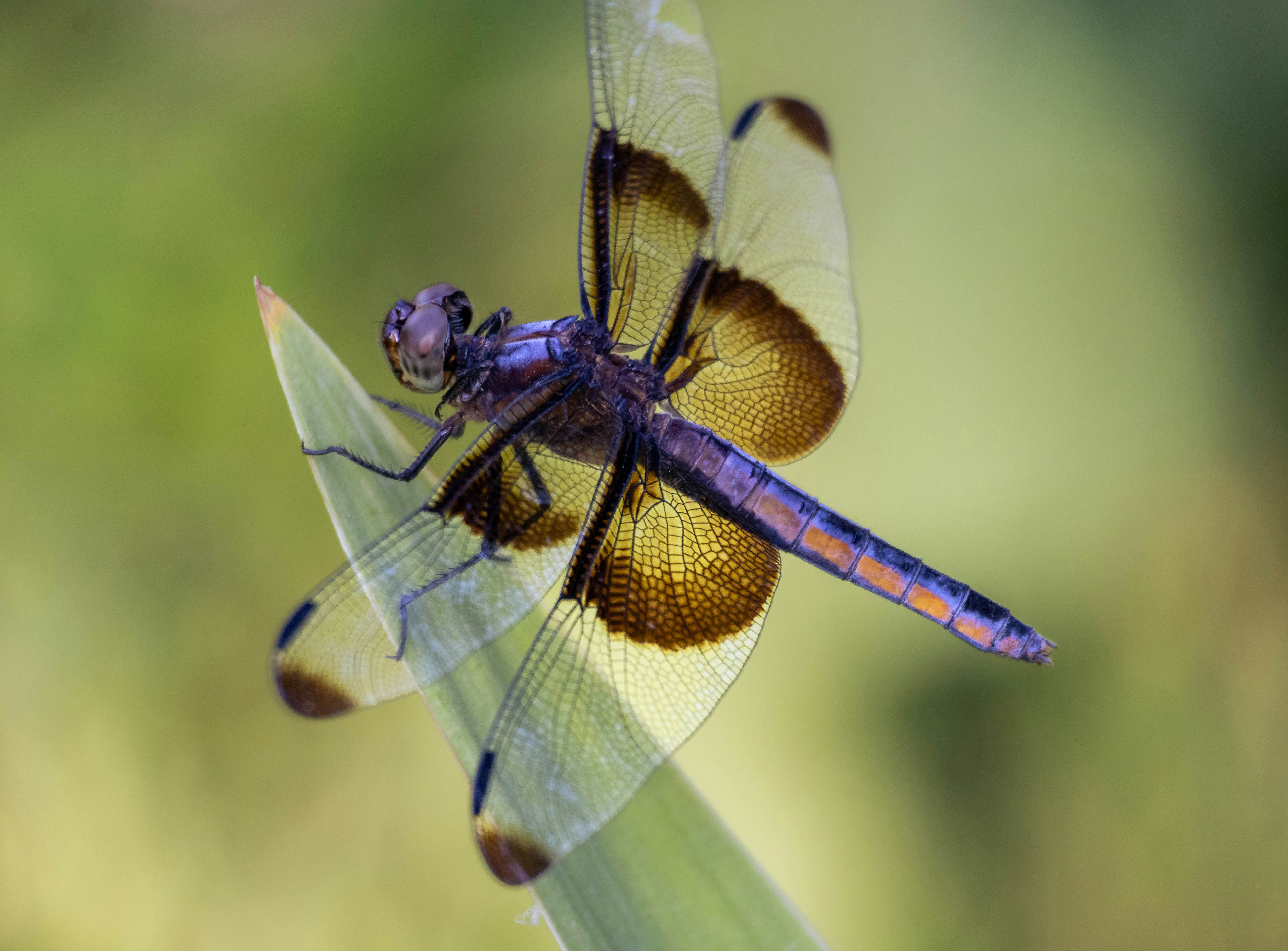 Midair Prism: A Dragonfly in Sharp Focus on a Quiet Reed