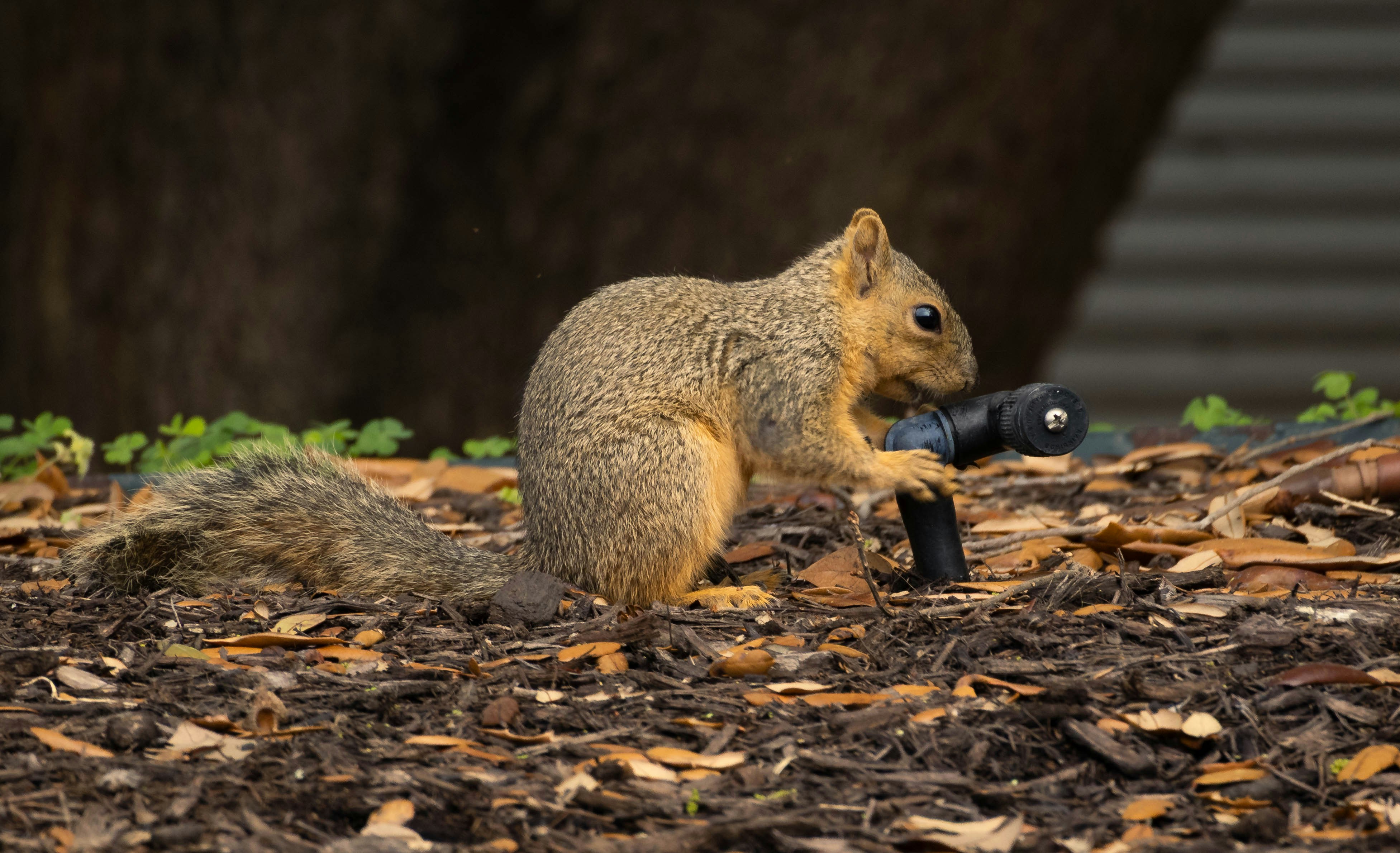Squirrels on a Mission: Tiny Cameraman at Ground Level