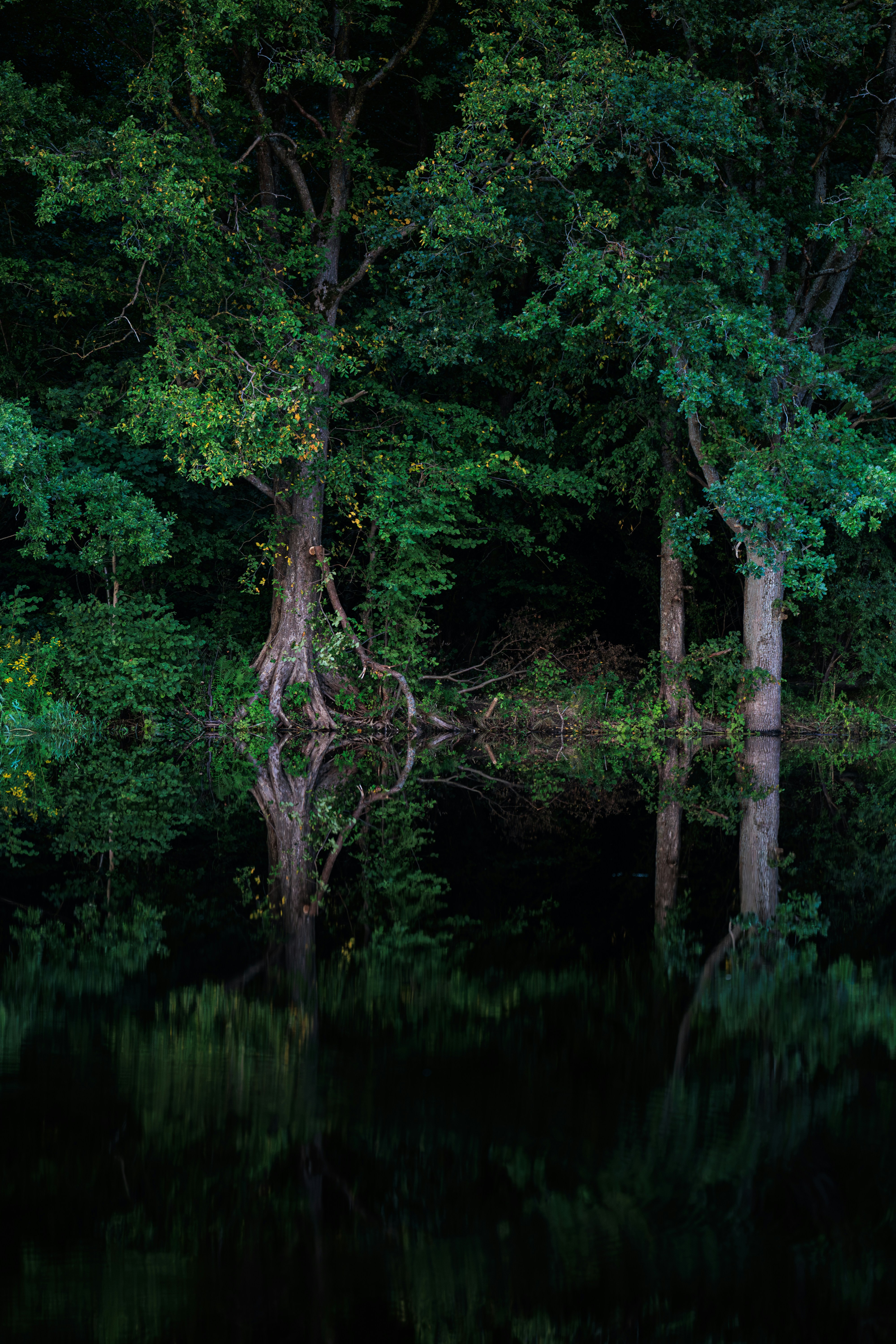 Reflections at the Quiet Edge of the Forest