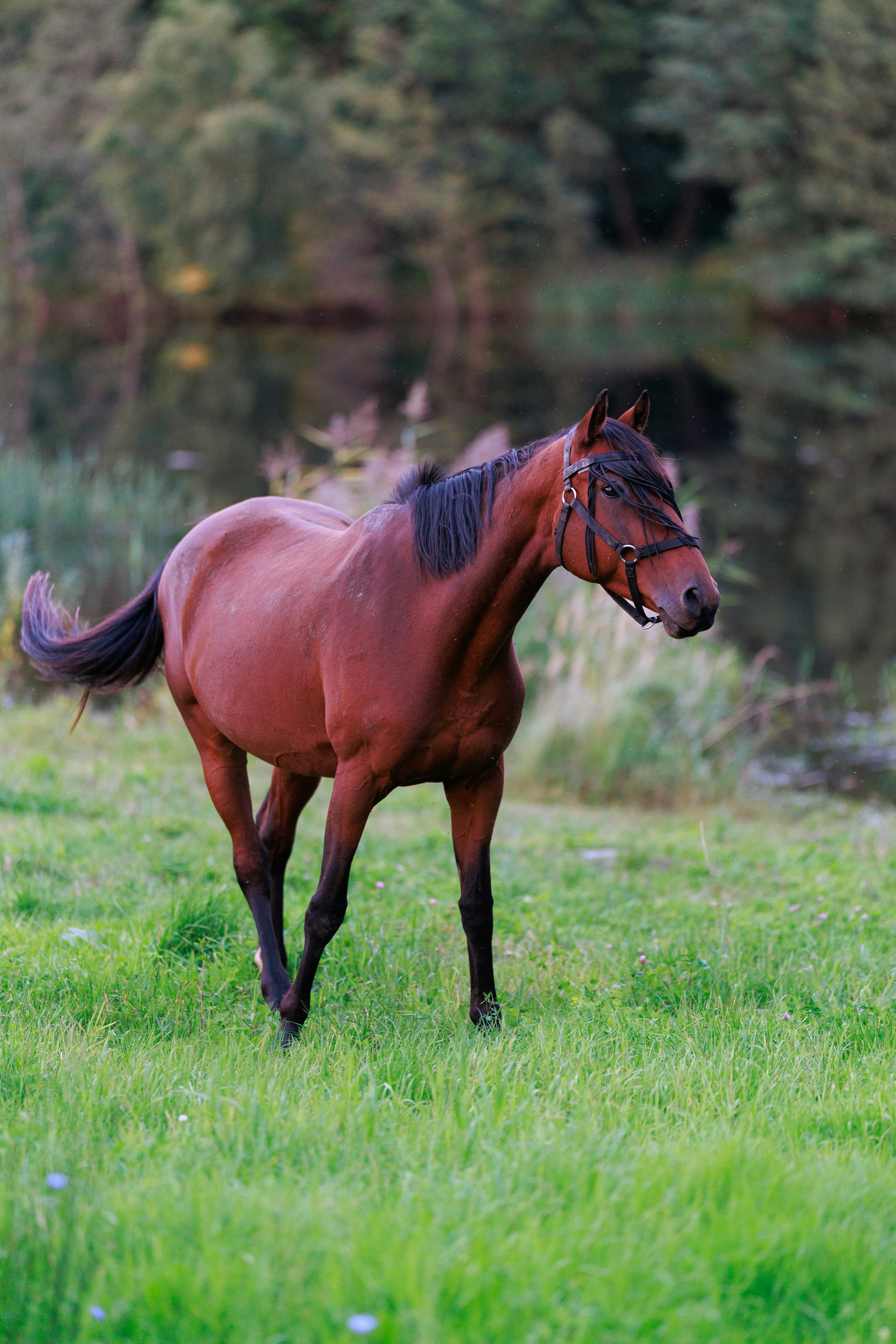 Bay in the Meadow: A Chestnut Horse Peers Toward the Quiet Lake