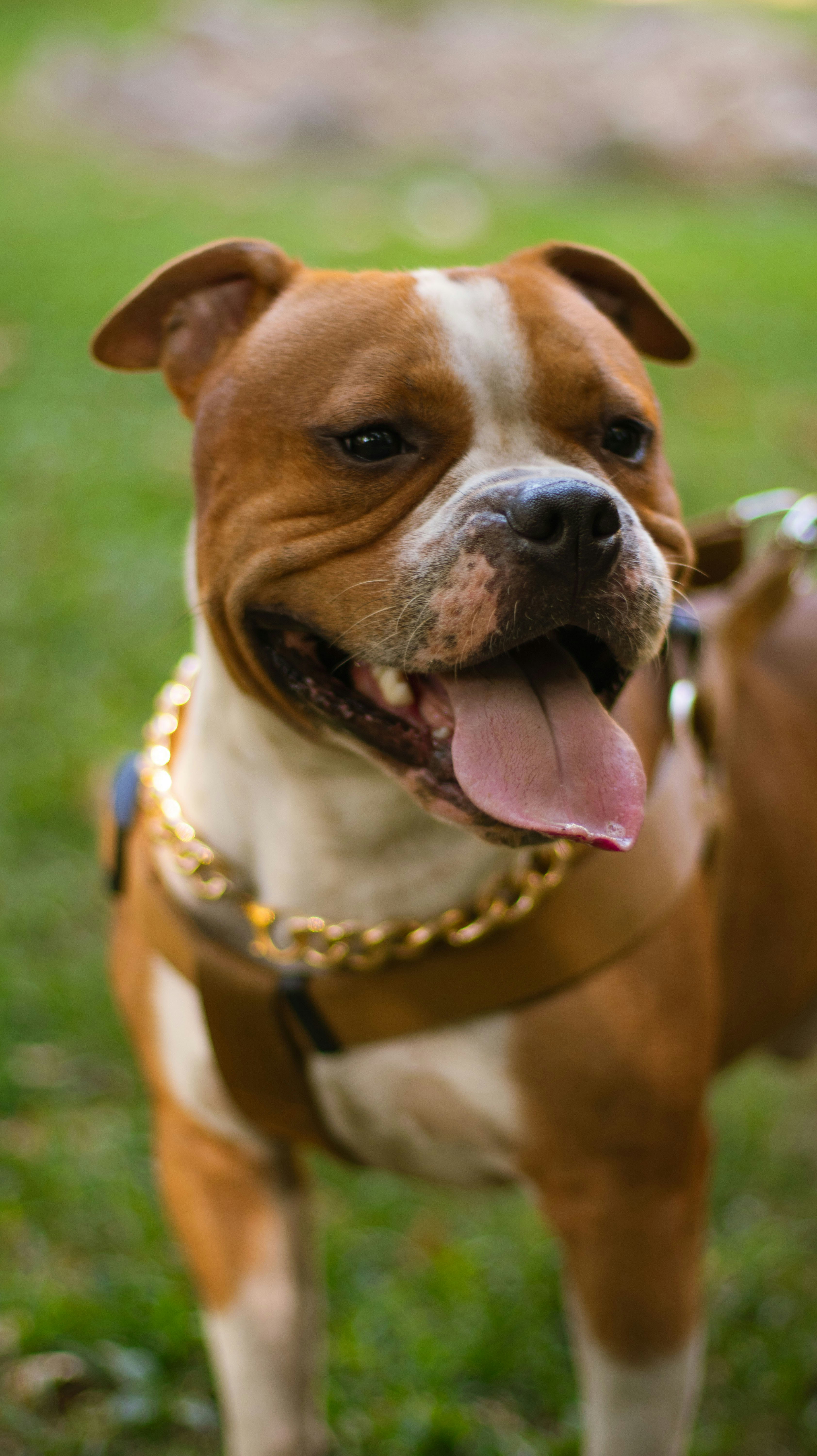 Grinning Bulldog in Sunlit Park: A Moment of Joy