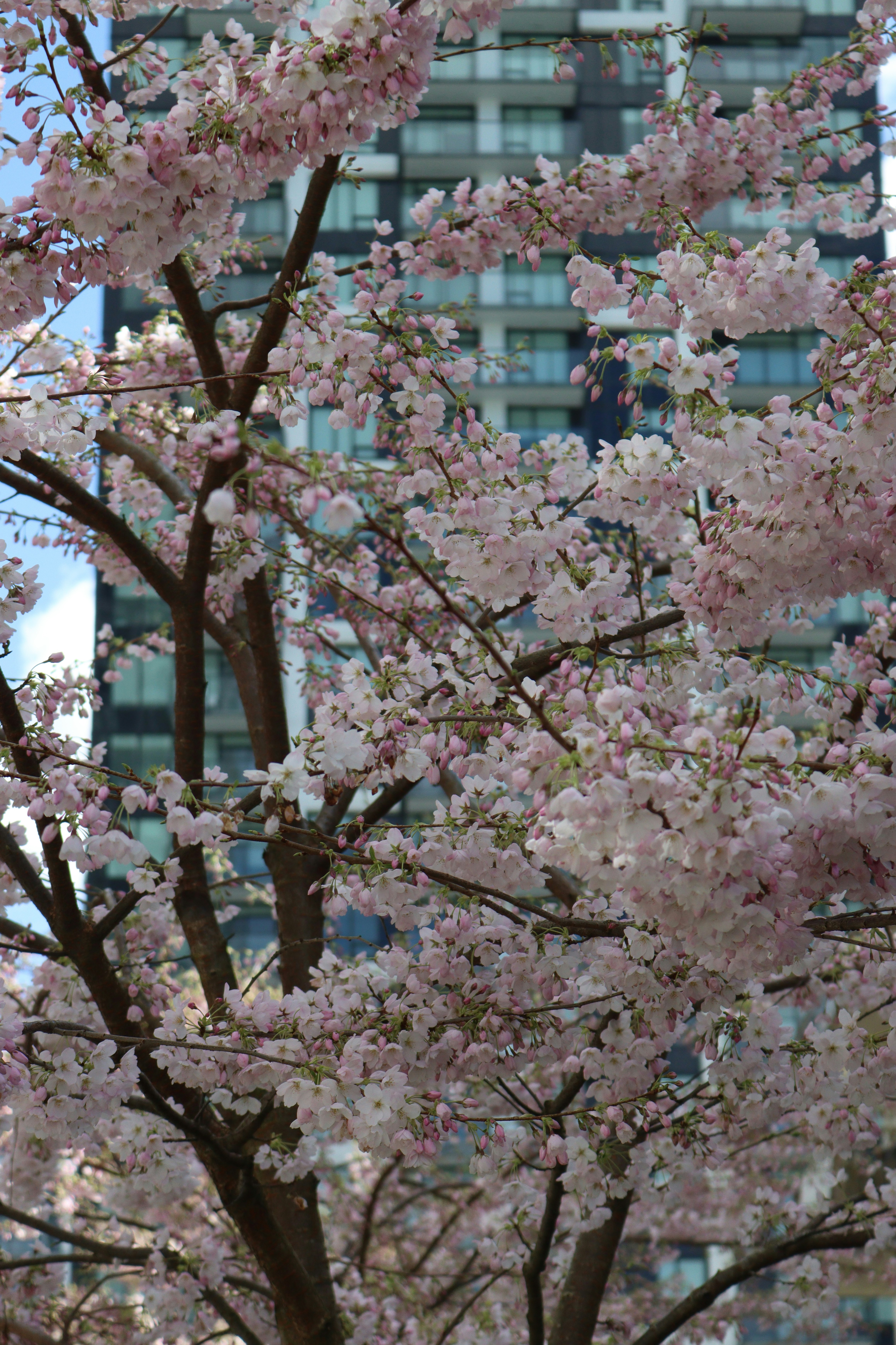 Blossoms in the Shadow of Glass