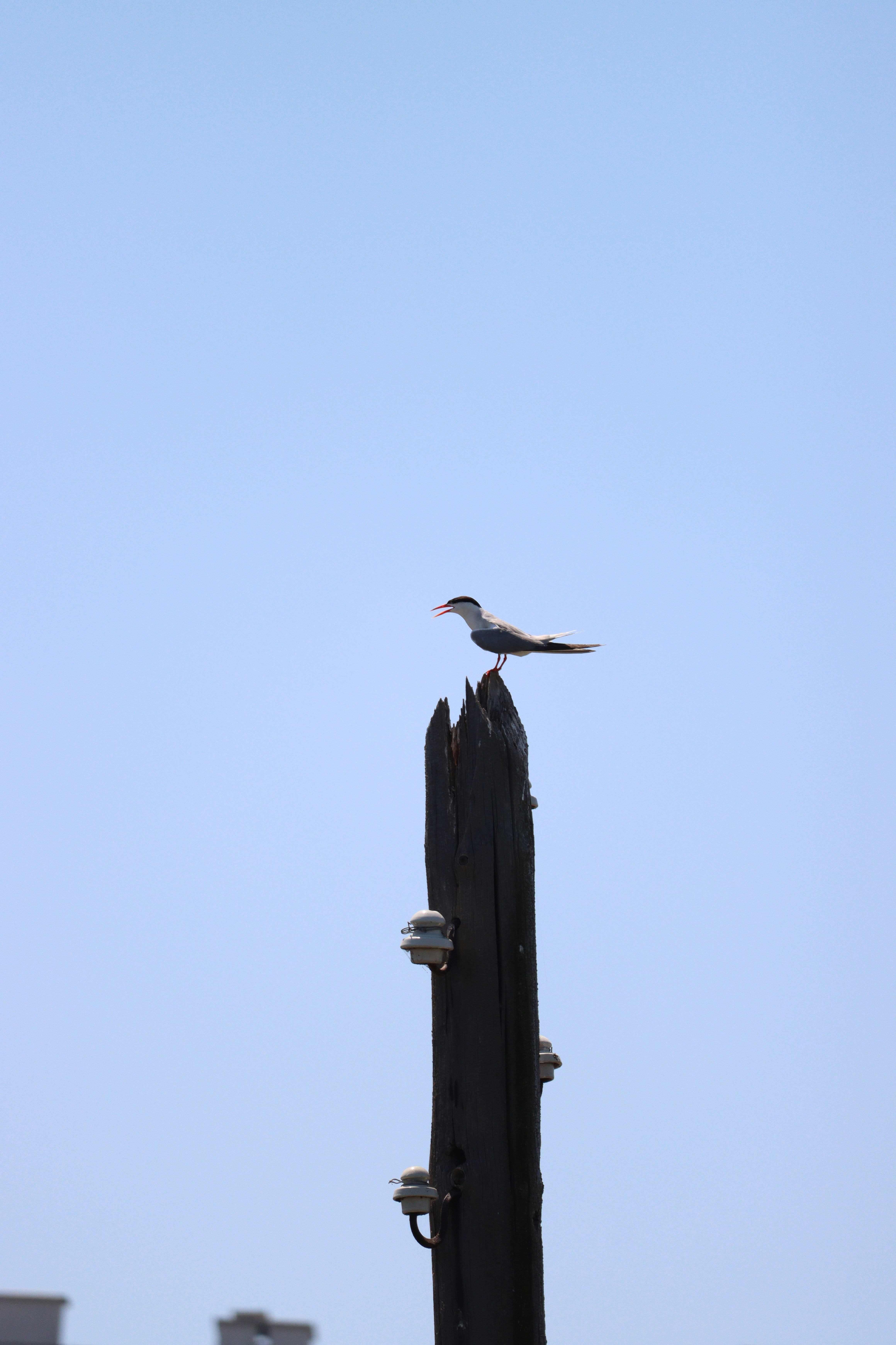 Sentry on a Weathered Peak: A Seabird Watches the Horizon