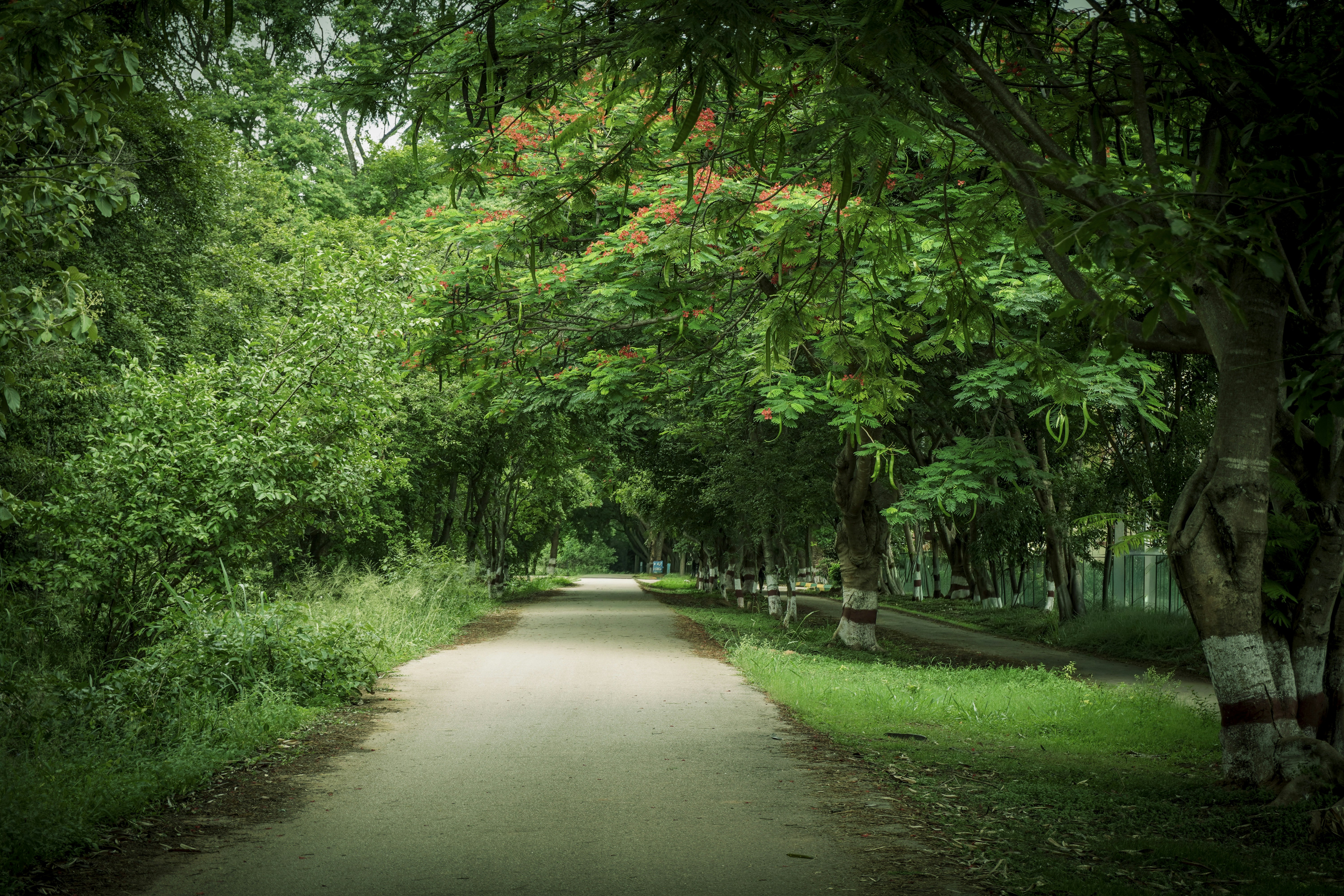 Sunlit Path Through a Canopy Corridor