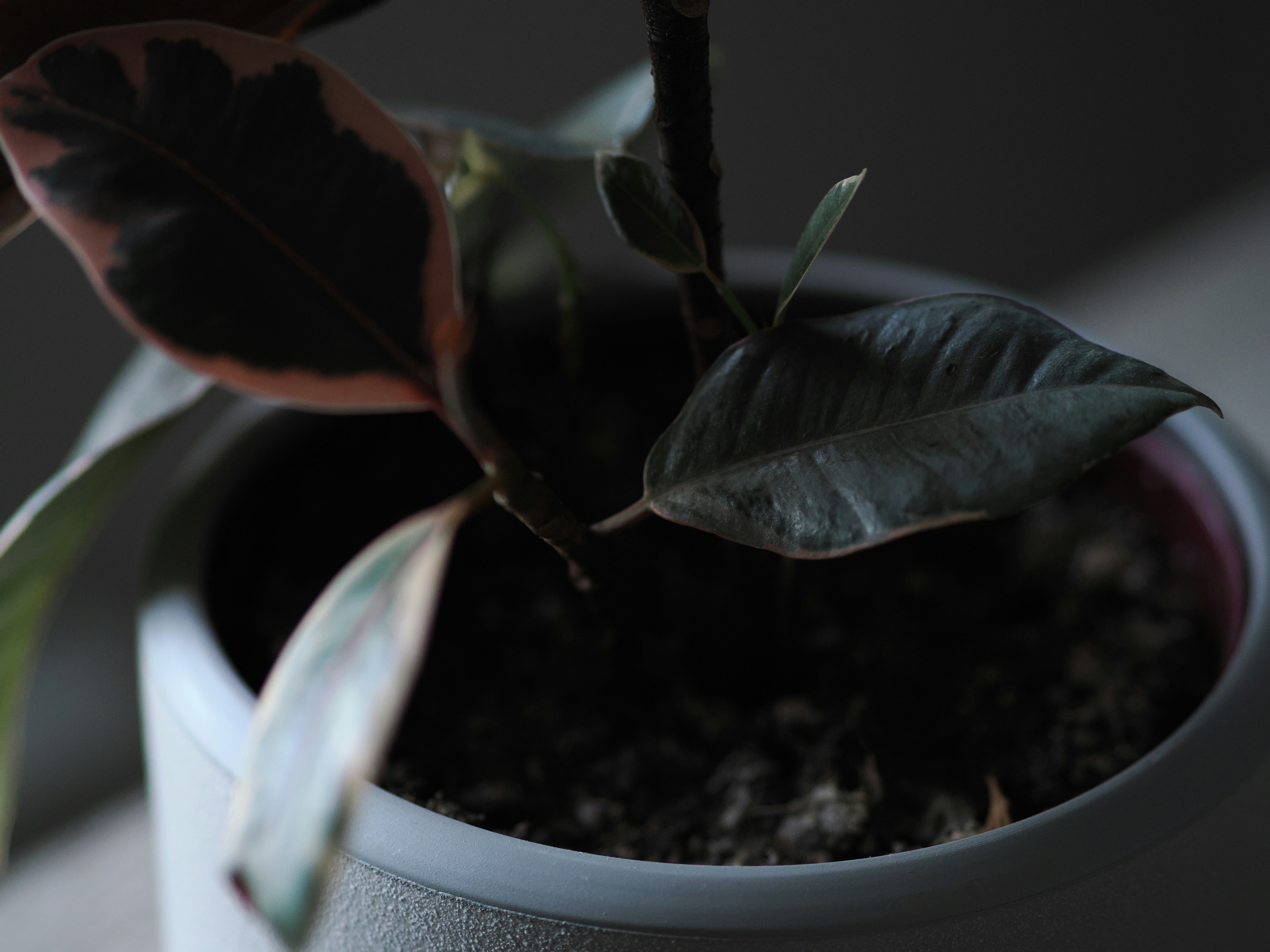 Close-up of a potted plant with dark green leaves, shallow depth of field and soft natural light highlighting edge tones.
