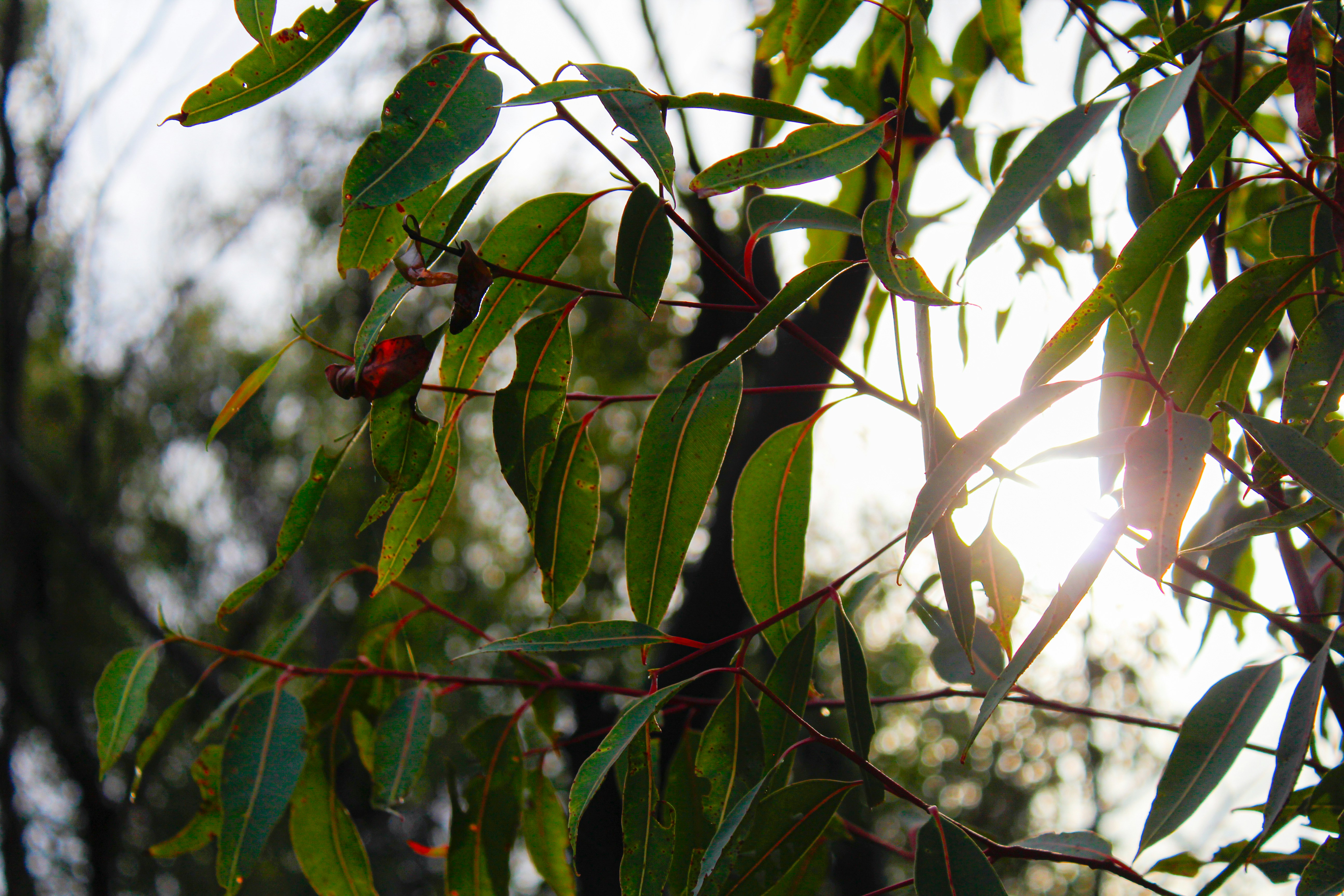 Sunlit Leaves: a Quiet Glimpse Through Branches