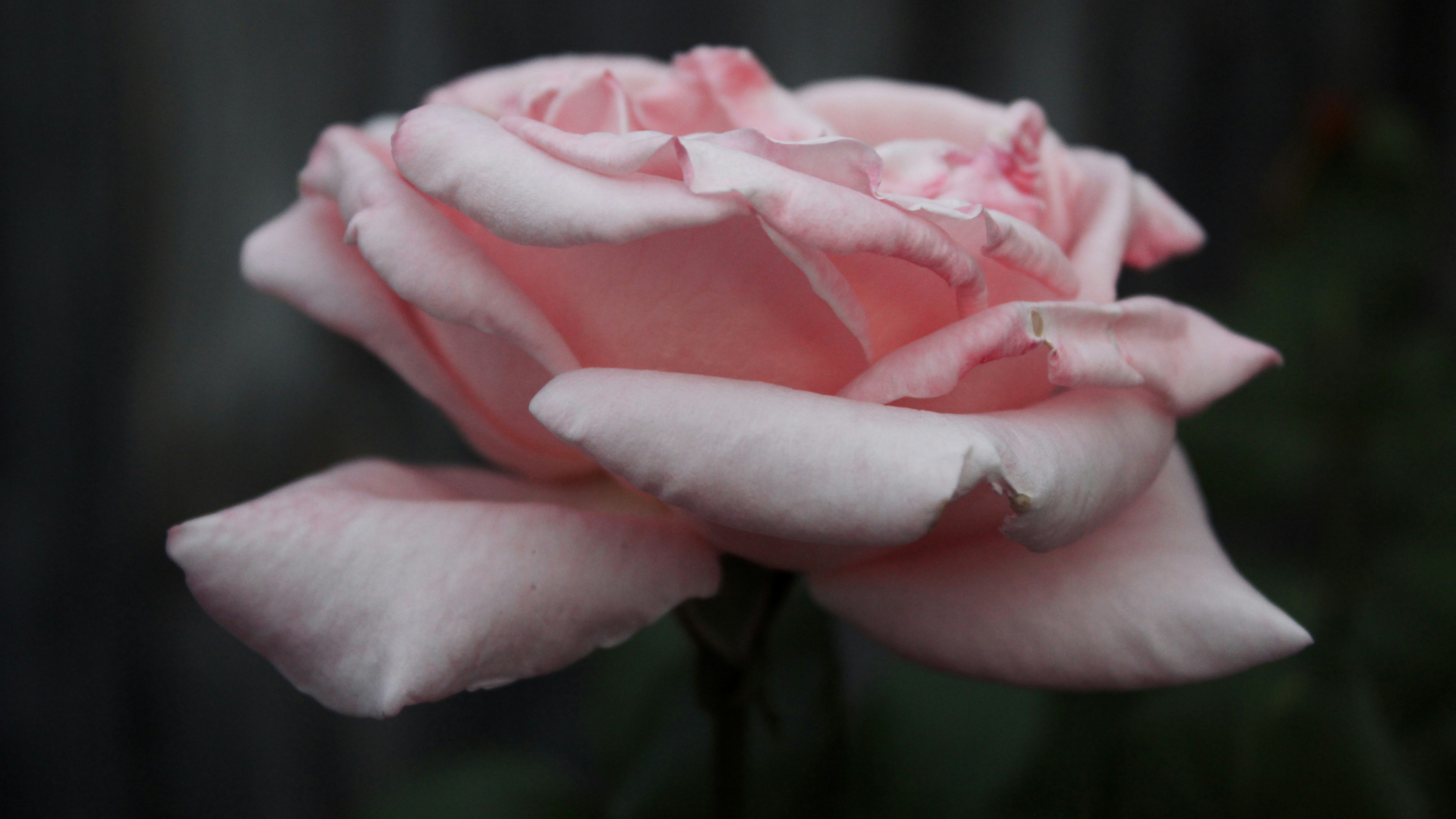 Soft Pink Rose Unfolding in Low Light