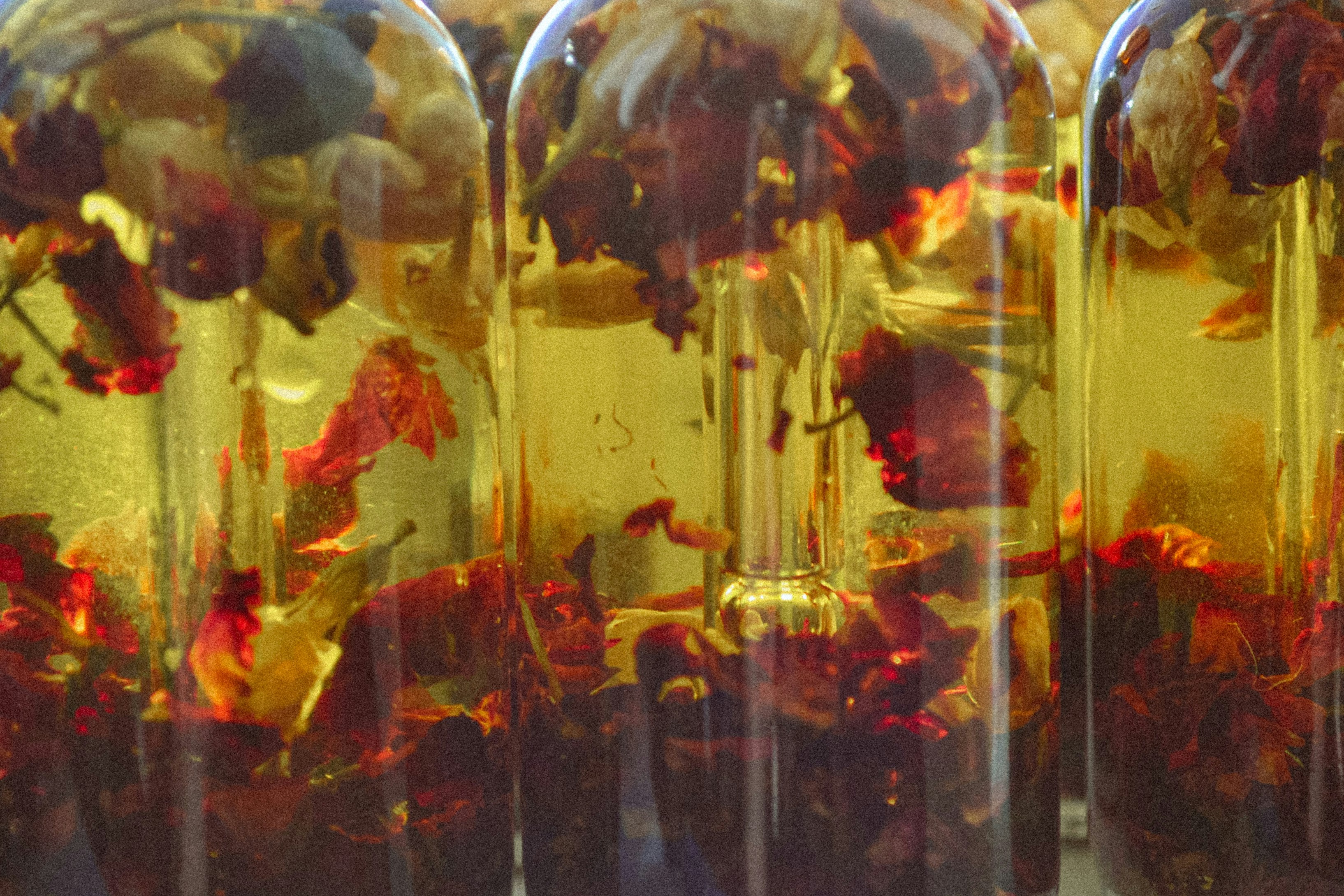 Bottle Bloom: Floating Petals in Amber Light