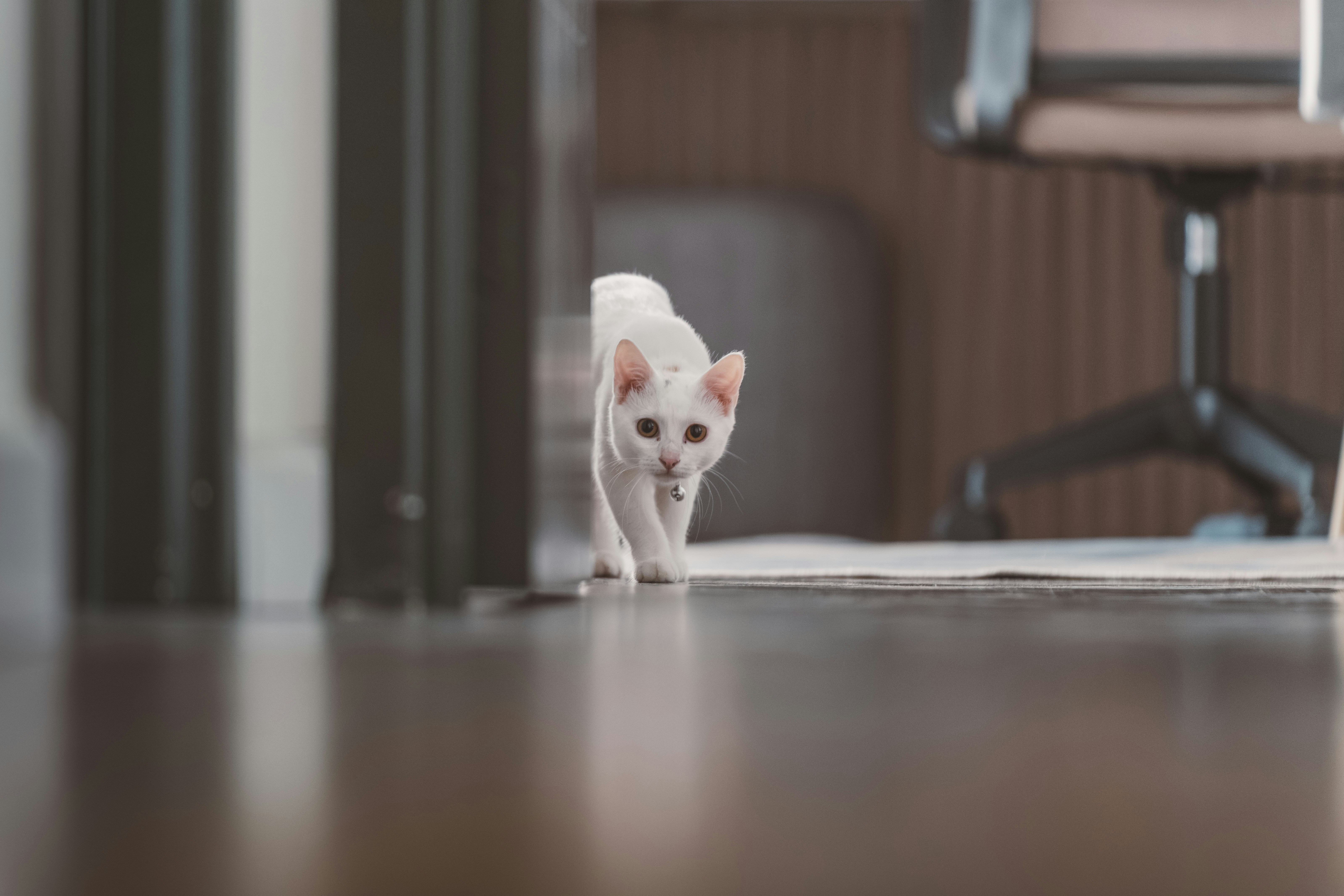 White kitten walking down a sunlit hallway at low angle