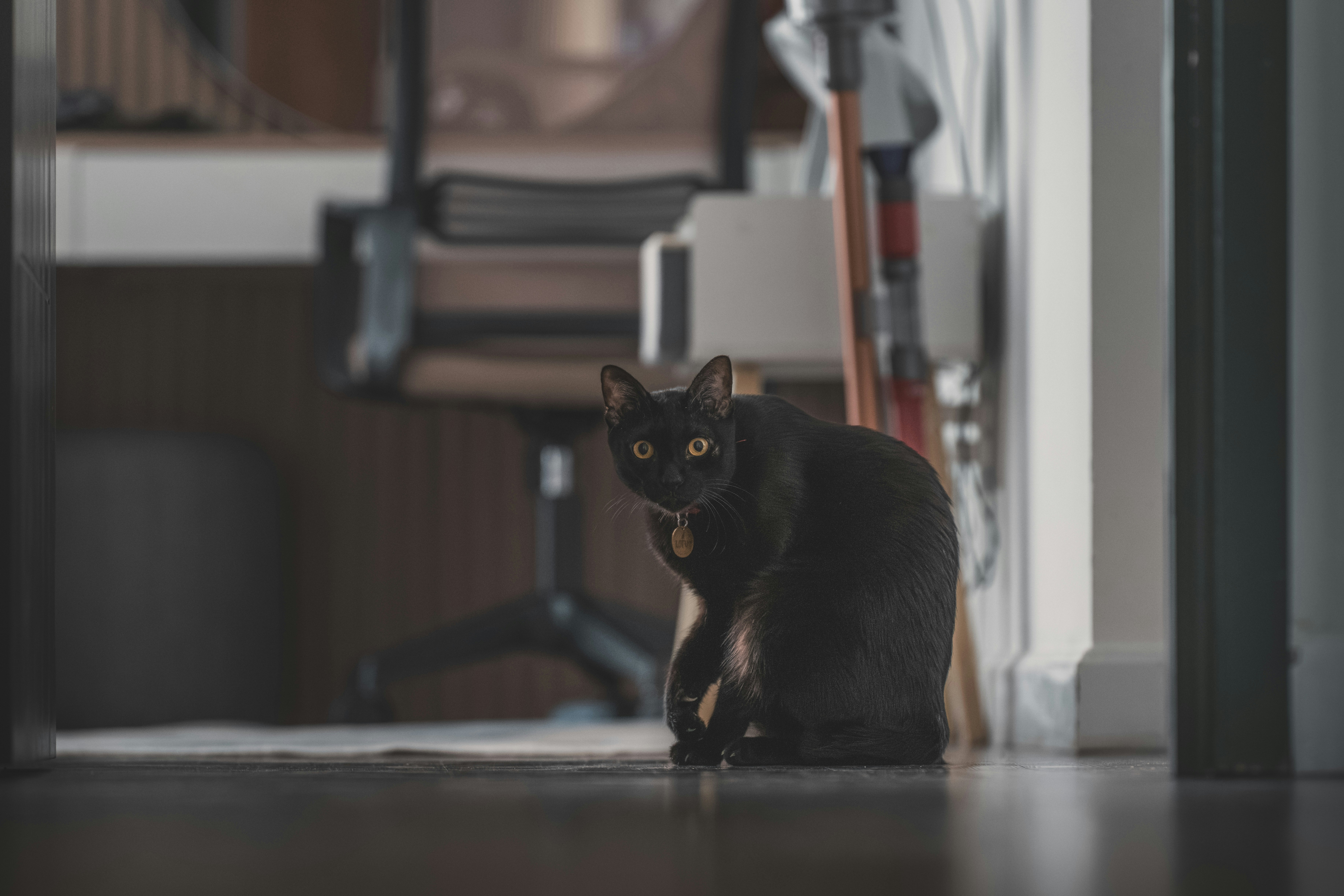 Black Cat in a Quiet Corridor: Narrow Focus, Wide Awareness