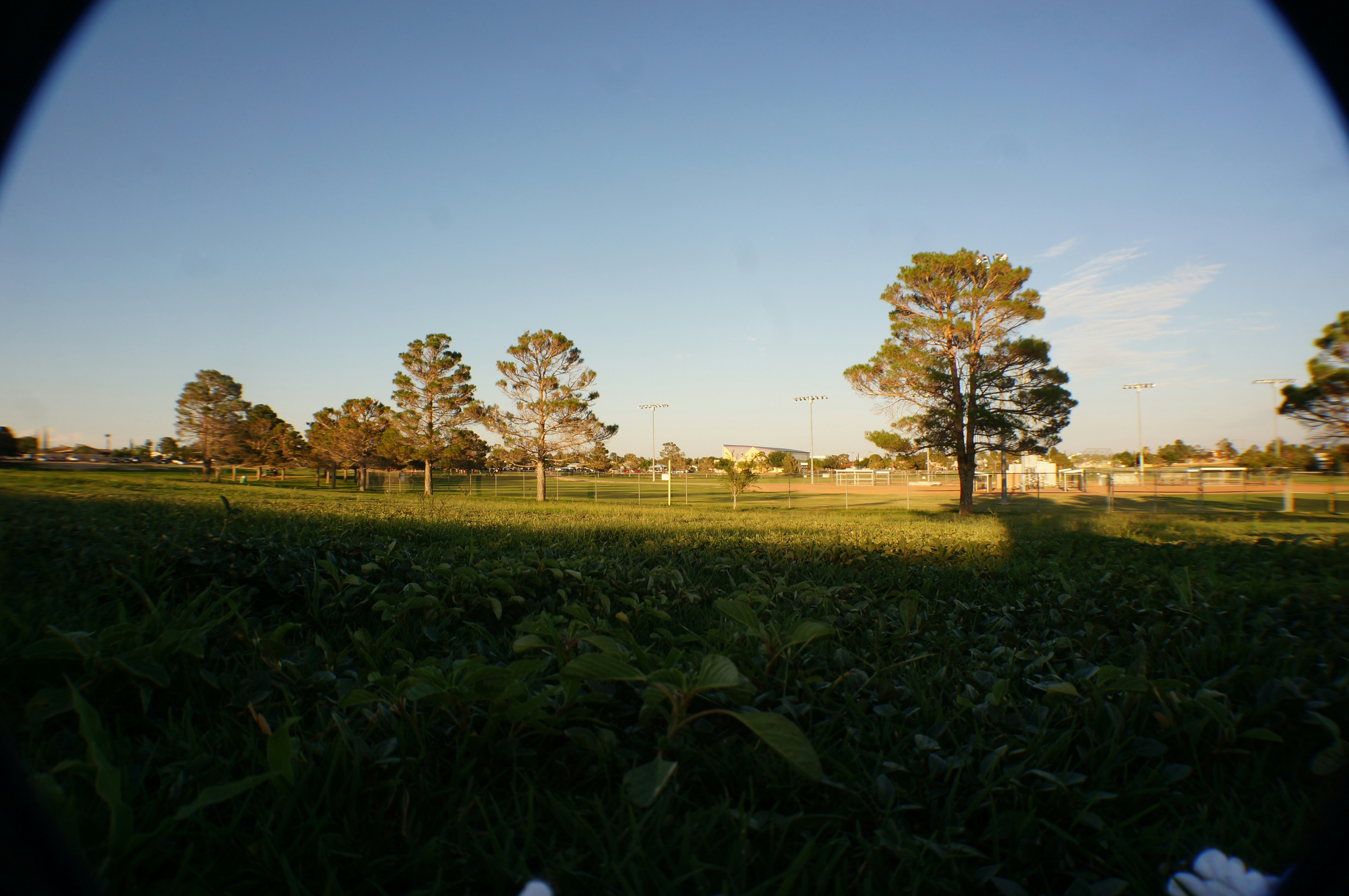 Sunlit field with scattered trees and a prominent lone tree, capturing a park-like setting at golden hour with a low vantage from grass foreground. A wide-angle scene highlighting open space and distant structures.