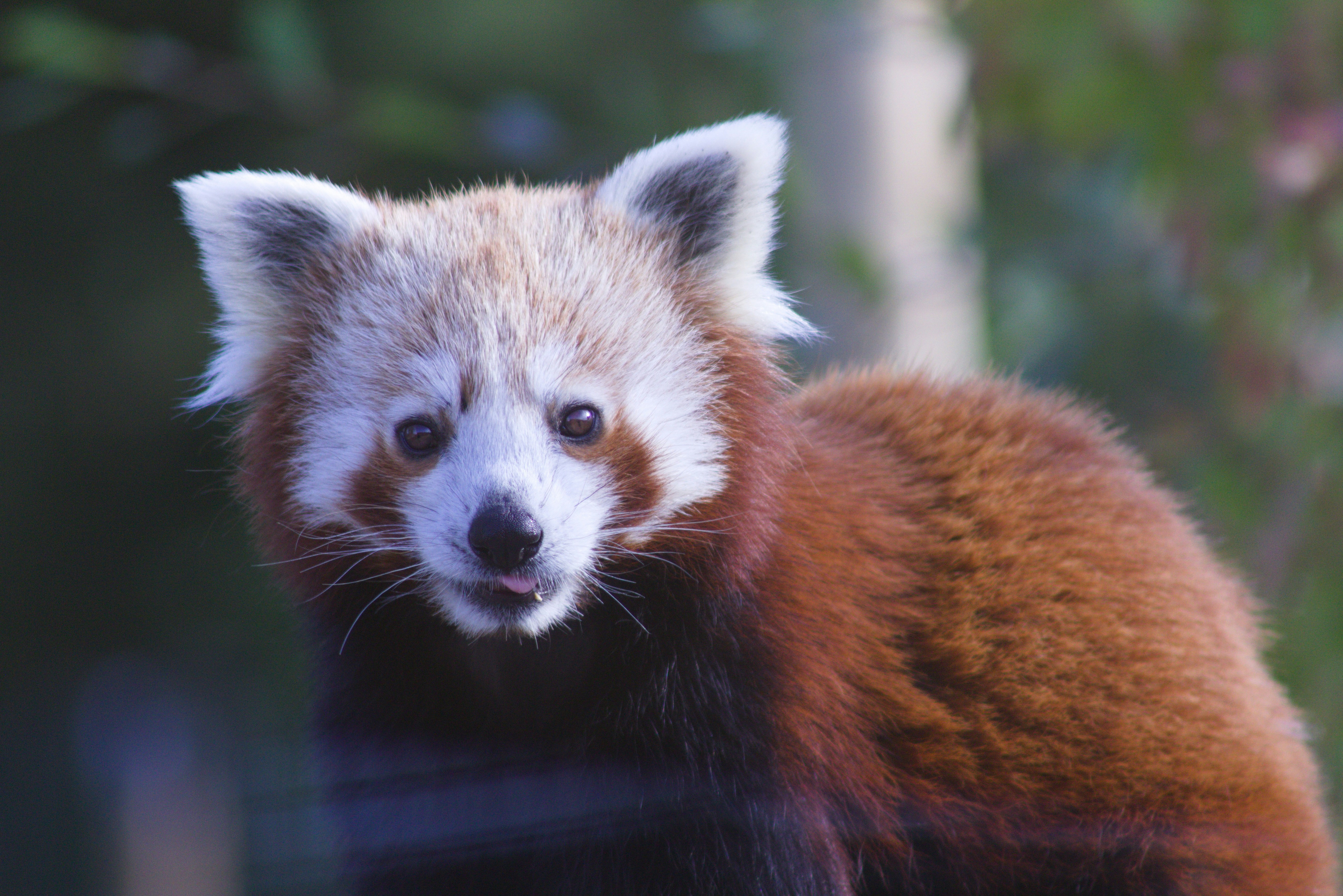 Red panda’s curious gaze: a soft-styled forest portrait