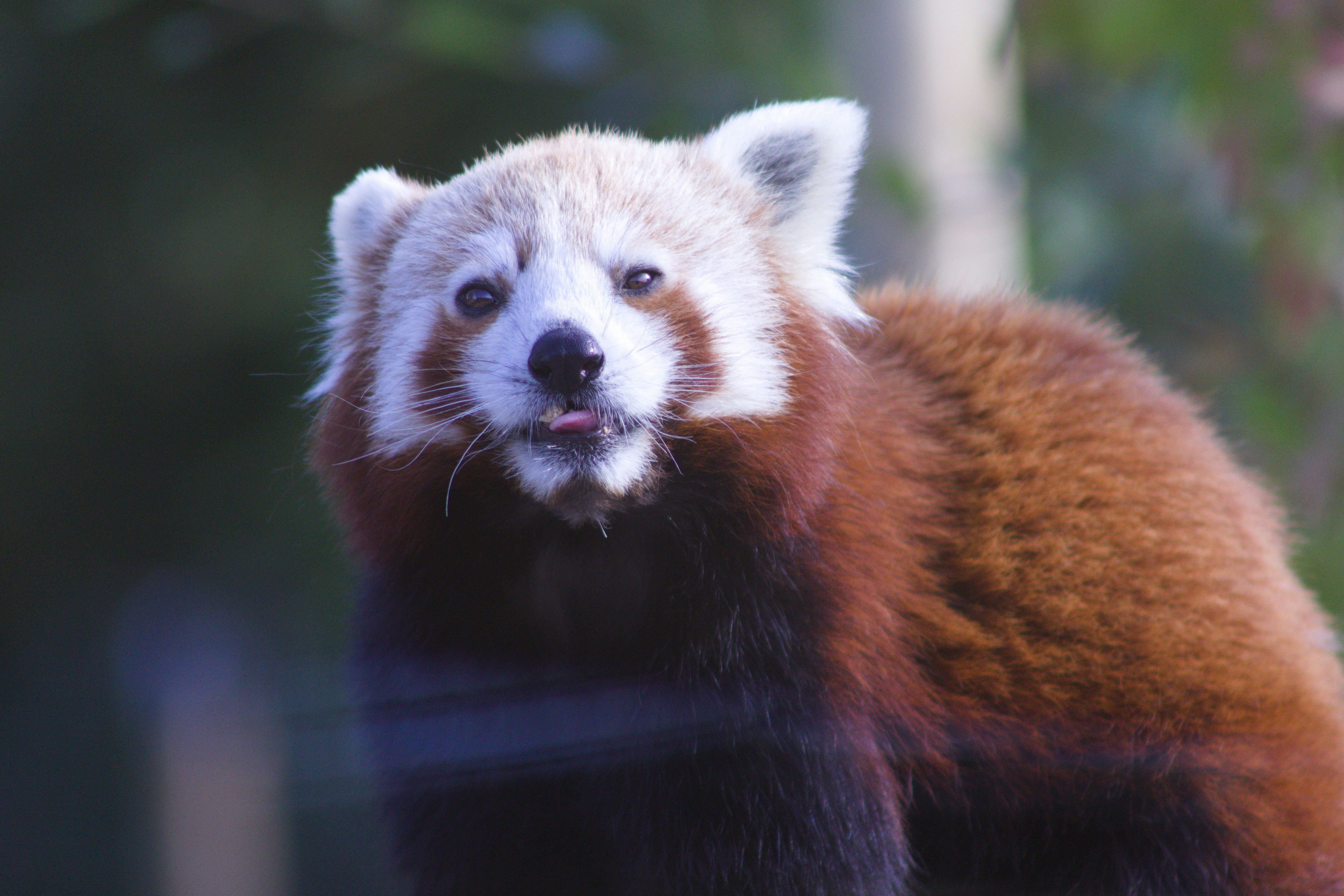 Red Panda Portrait in Soft Zoo Light