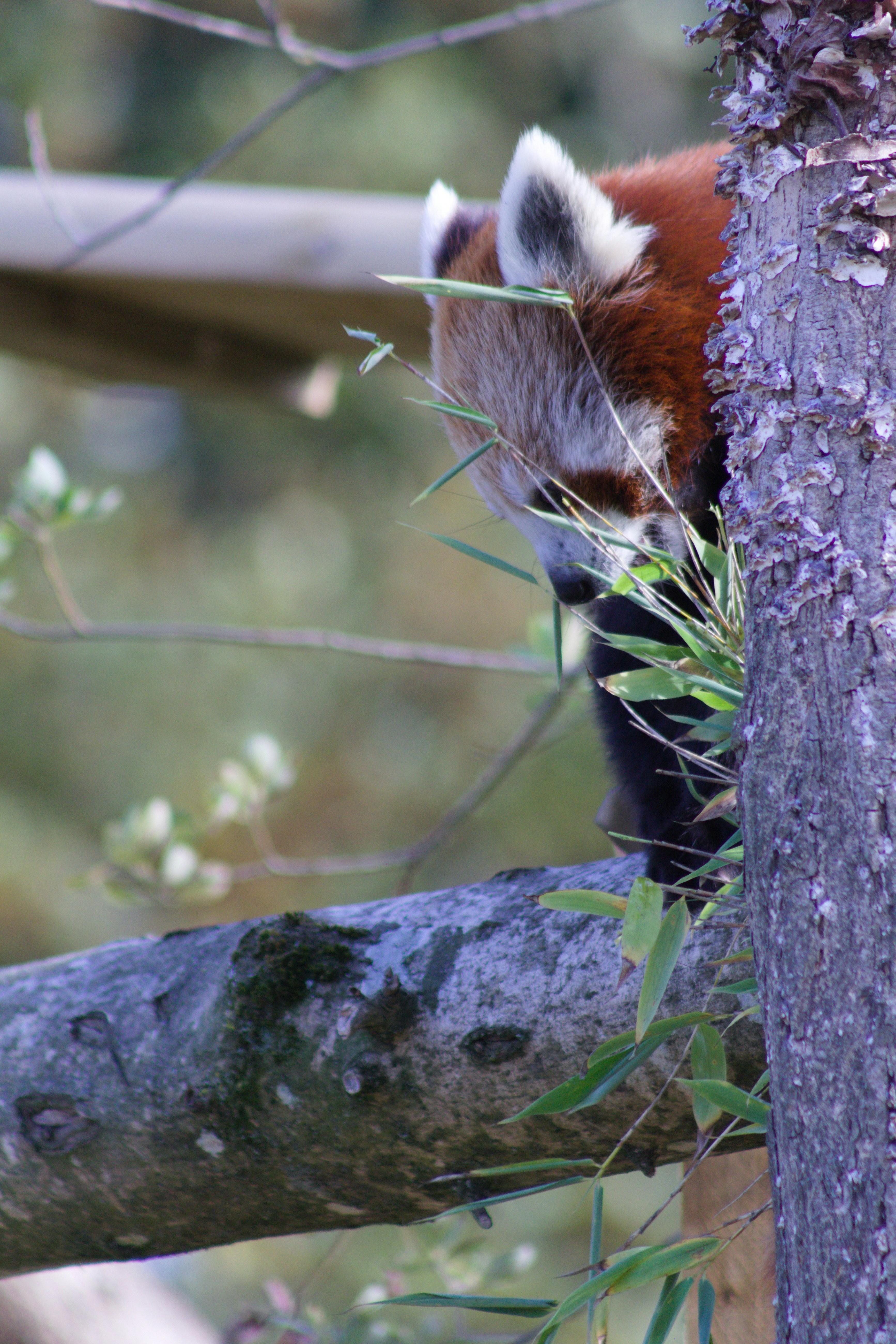 Red Panda Peeking from the Bark: A Quiet Forest Moment