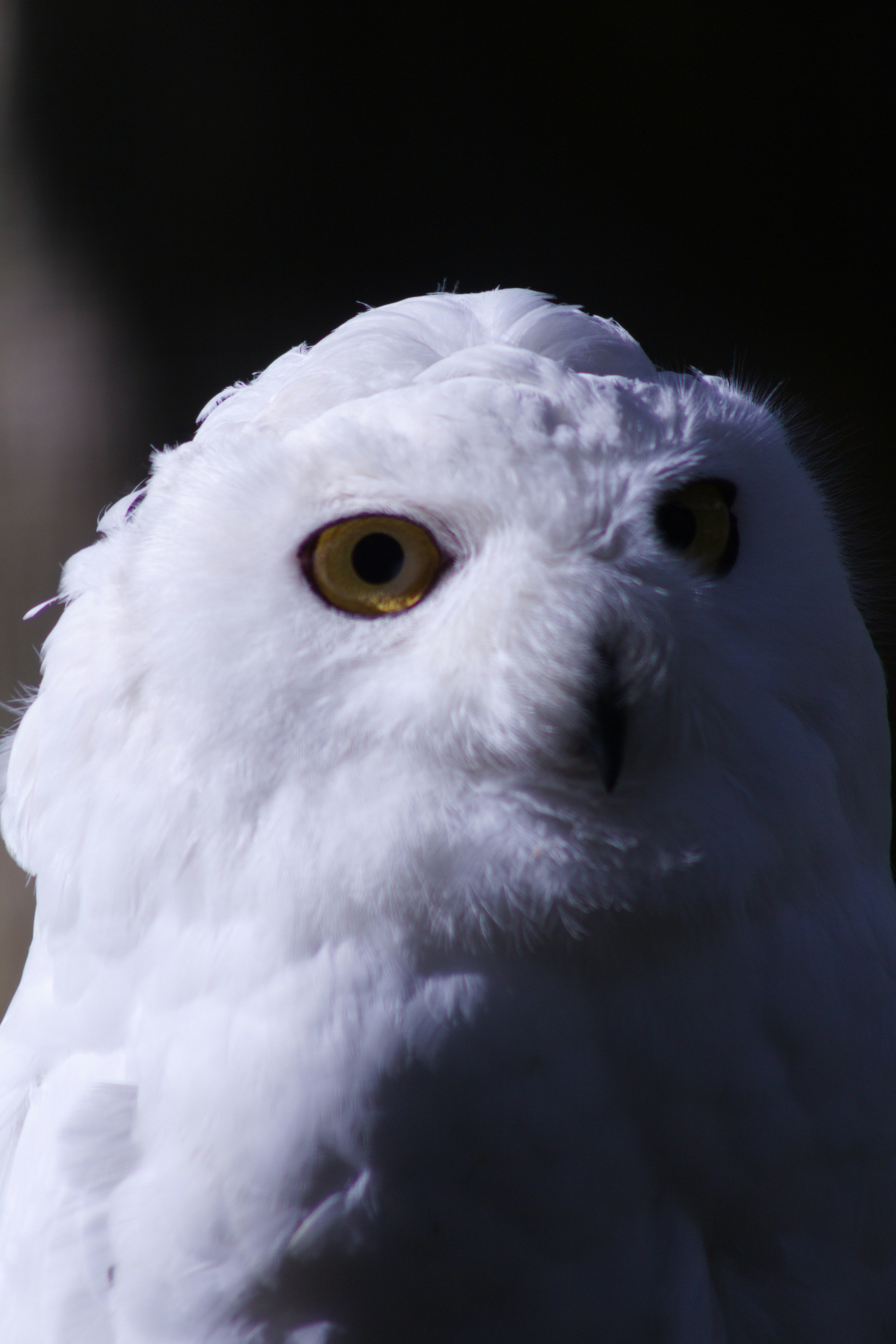 Close-Up of a Snowy Owl's Intense Gaze