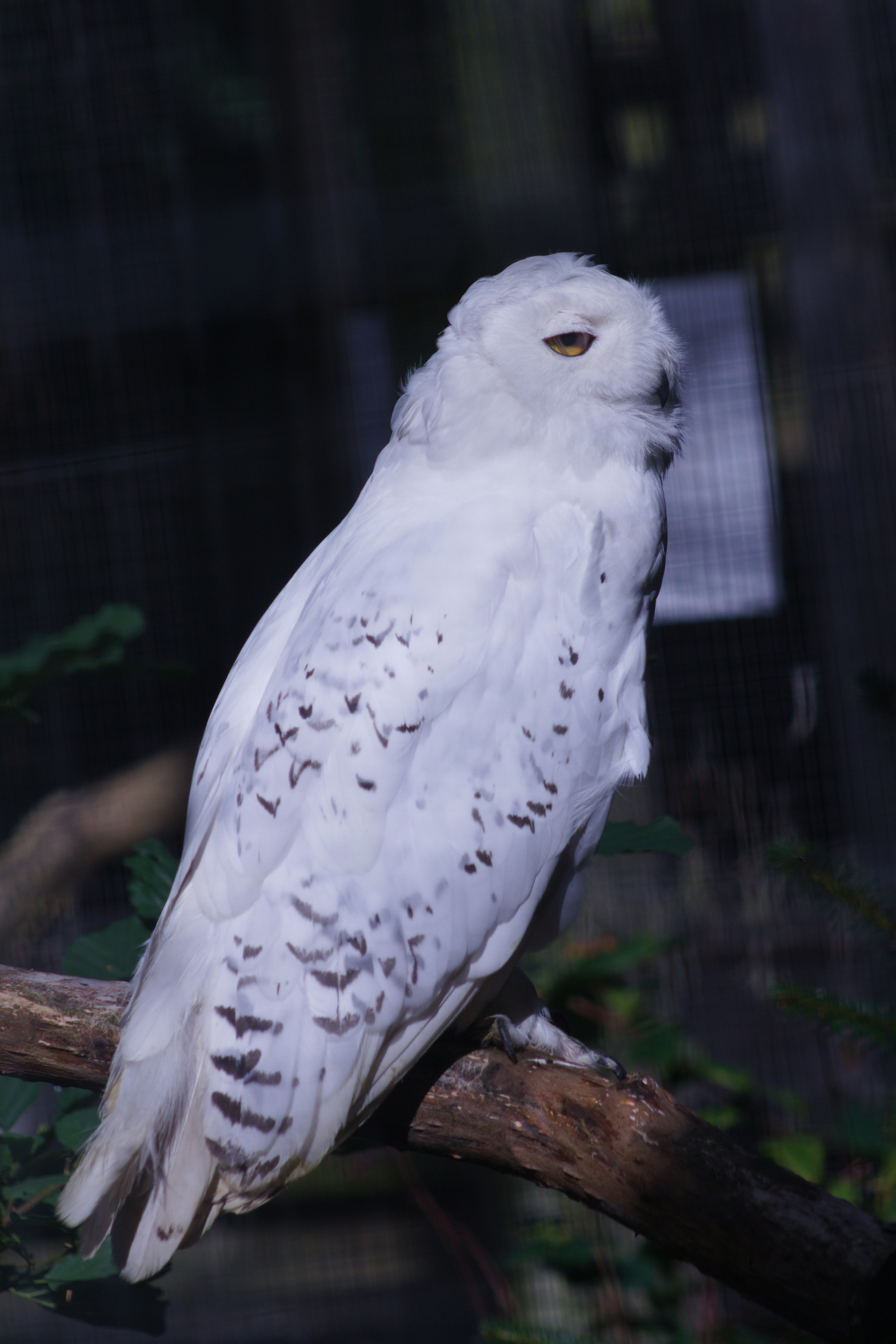 Snowy Owl Guardian Perched in Dappled Shade