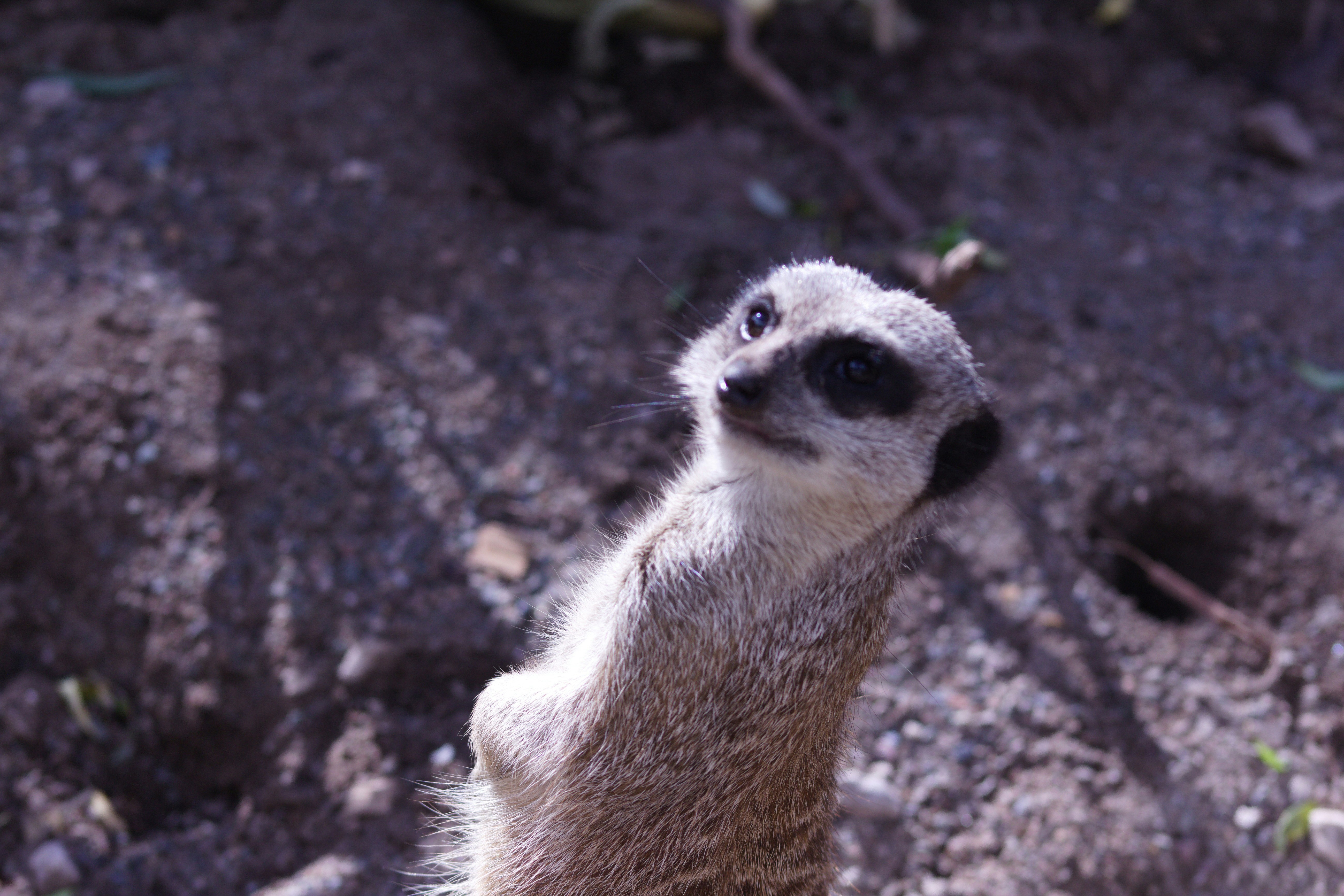 Curious Look from the Burrow: Meerkat Standout