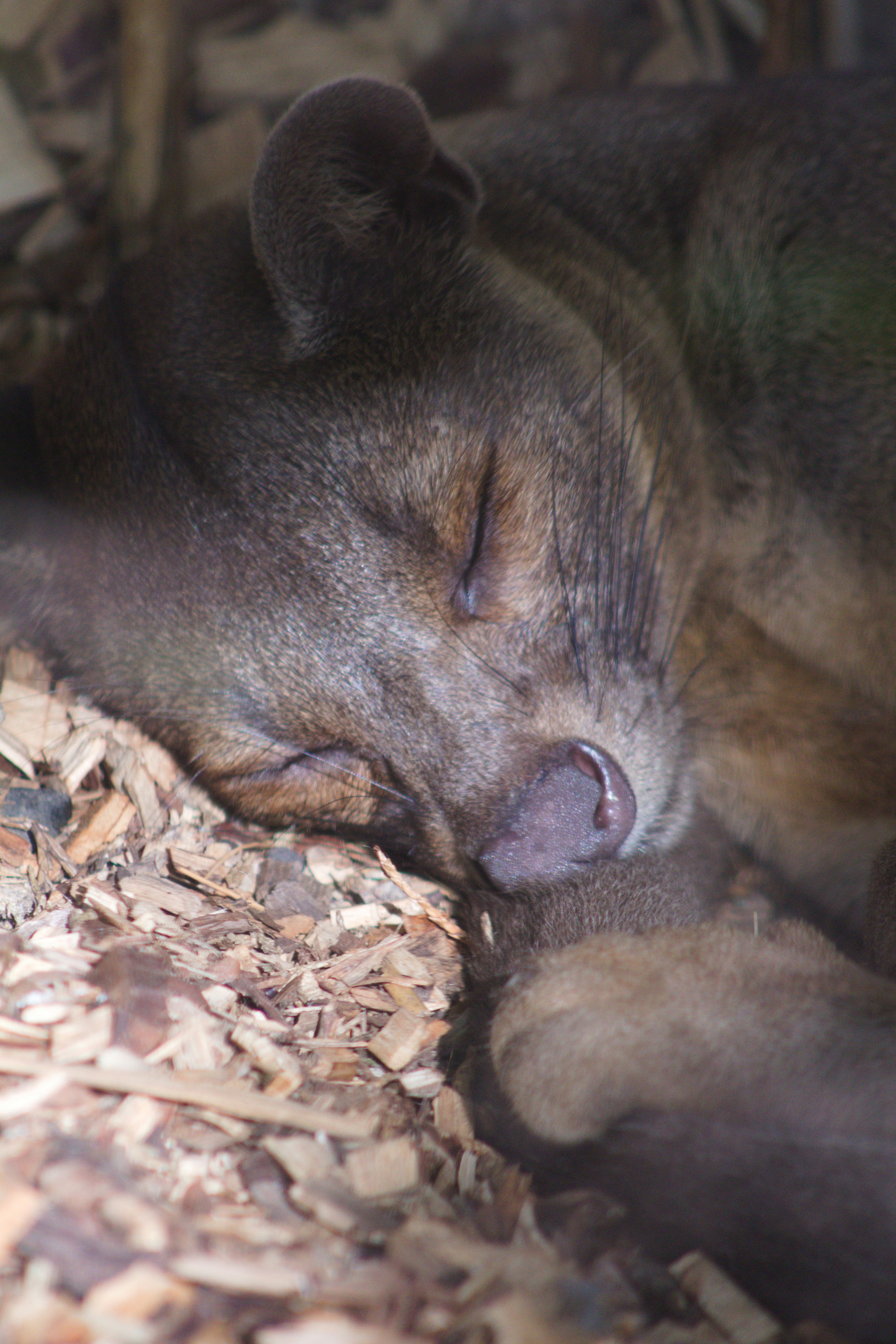 Soft Dreaming in Wood Chips