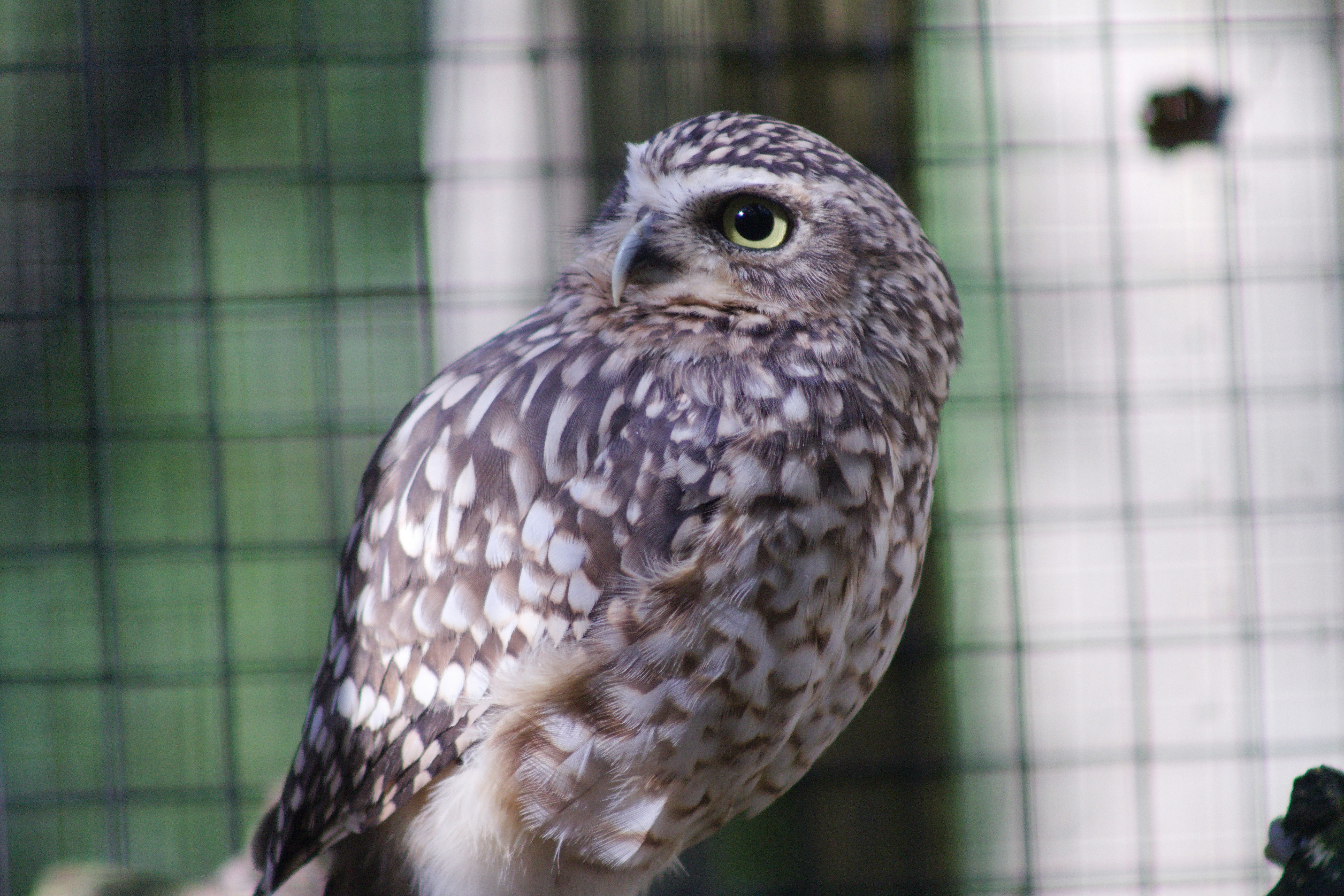 Curious Gaze: A Short-Eared Hawk Peers Through the Enclosure Mesh