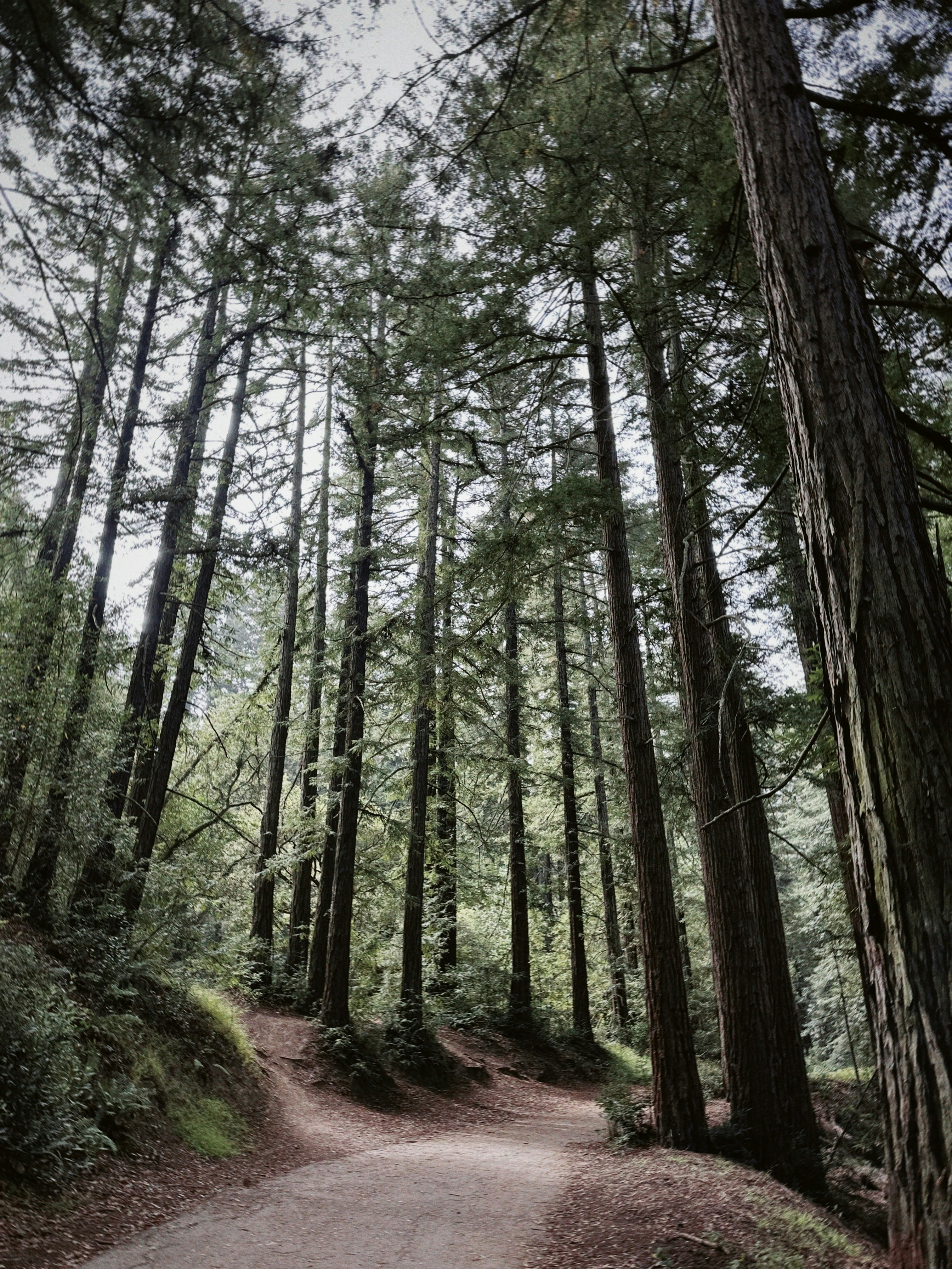 Dirt trail winding through tall evergreen trees with dappled light filtering down; a serene forest scene without human presence. (Note: photographically resembles a natural landscape.)