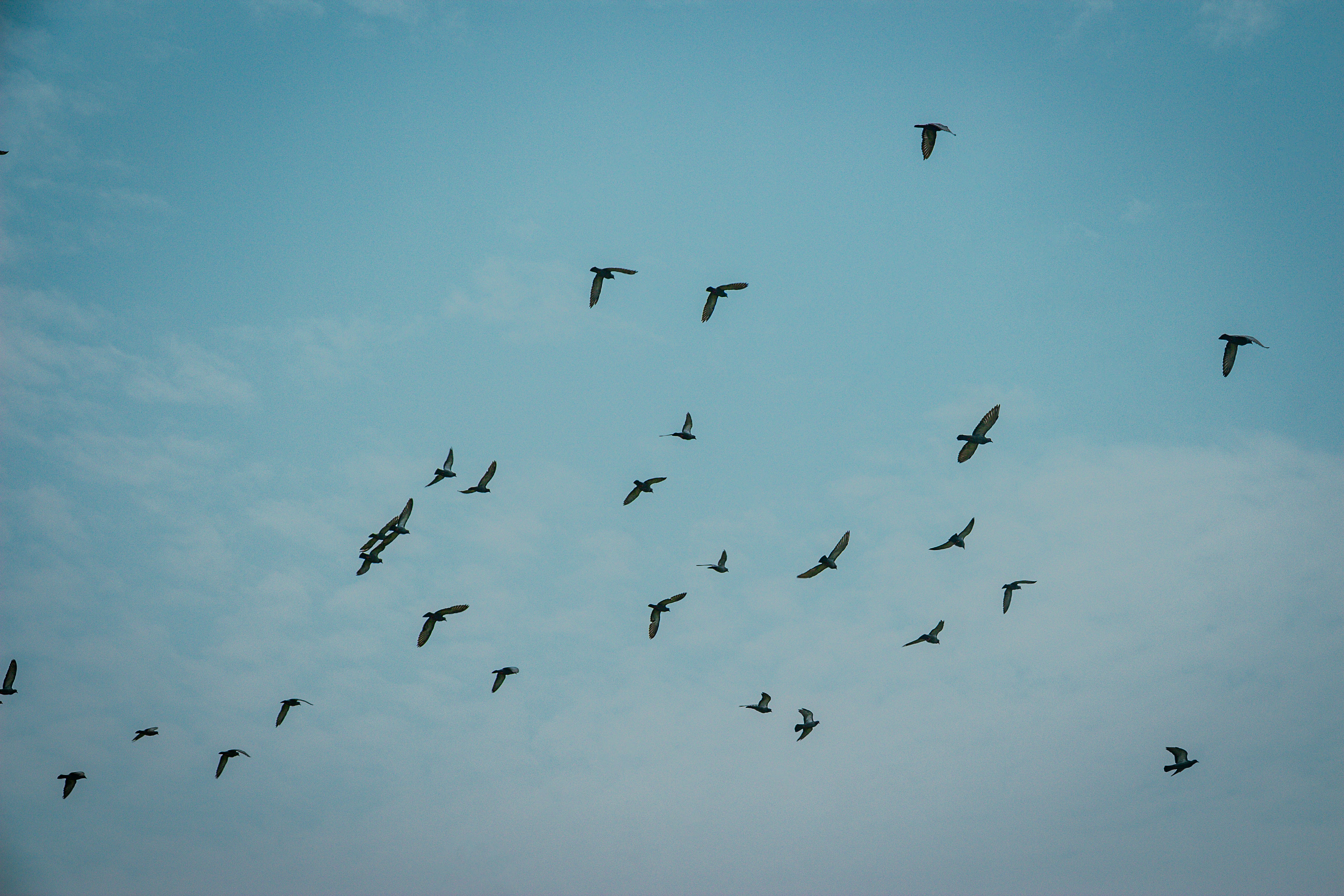 Midair Flock: A Quiet Assembly Against a Cerulean Sky